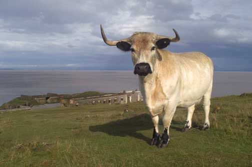 CG0200 white park cow photo