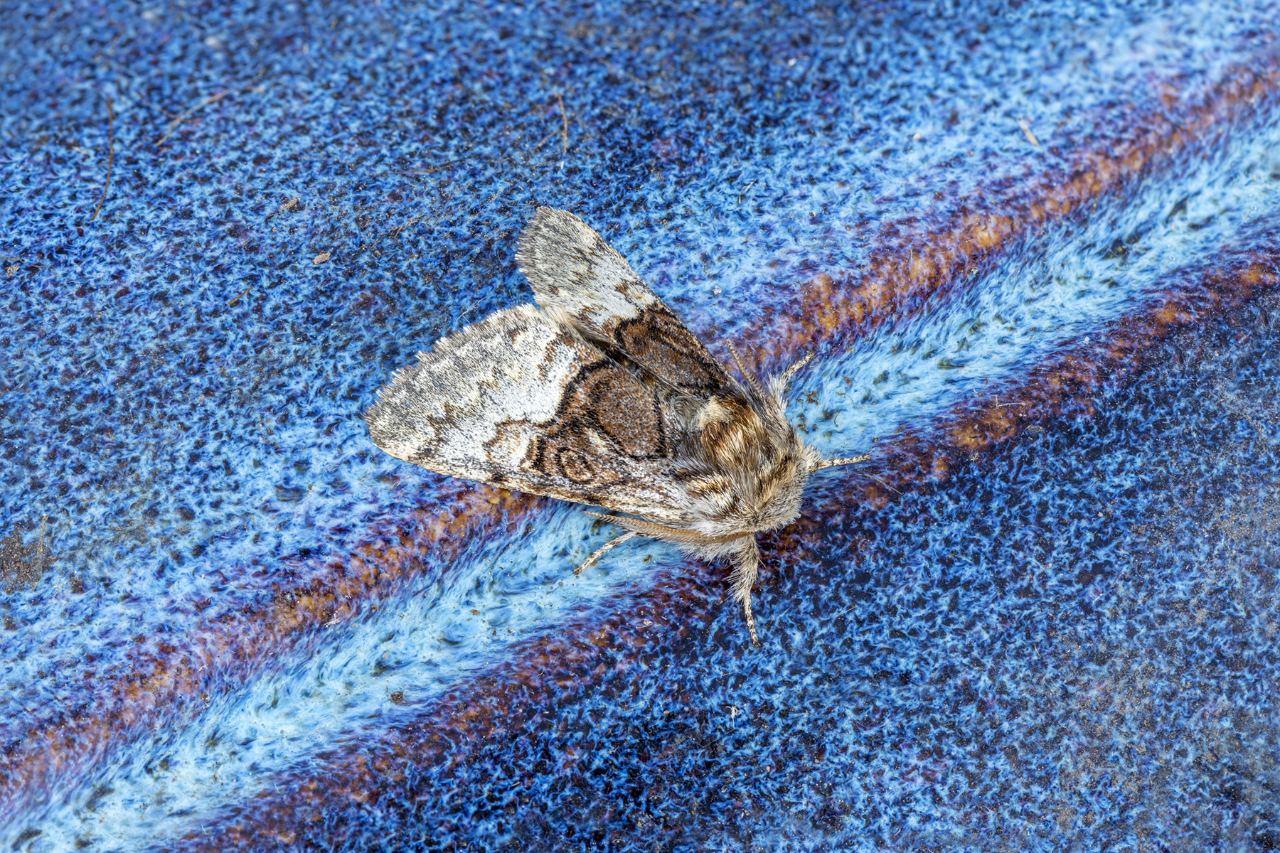 Untitled 1 [www.davidchapman.org.uk]