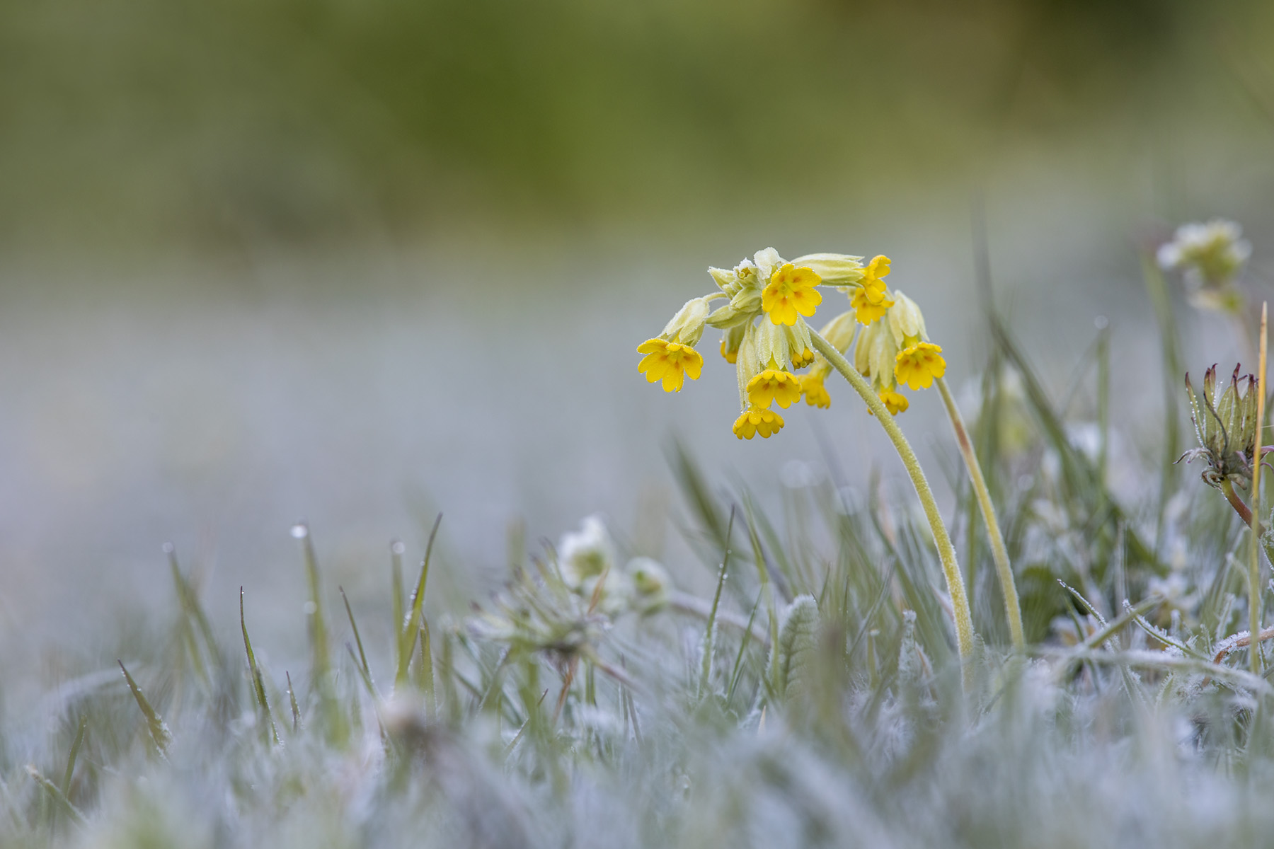 Untitled 1 [www.davidchapman.org.uk]