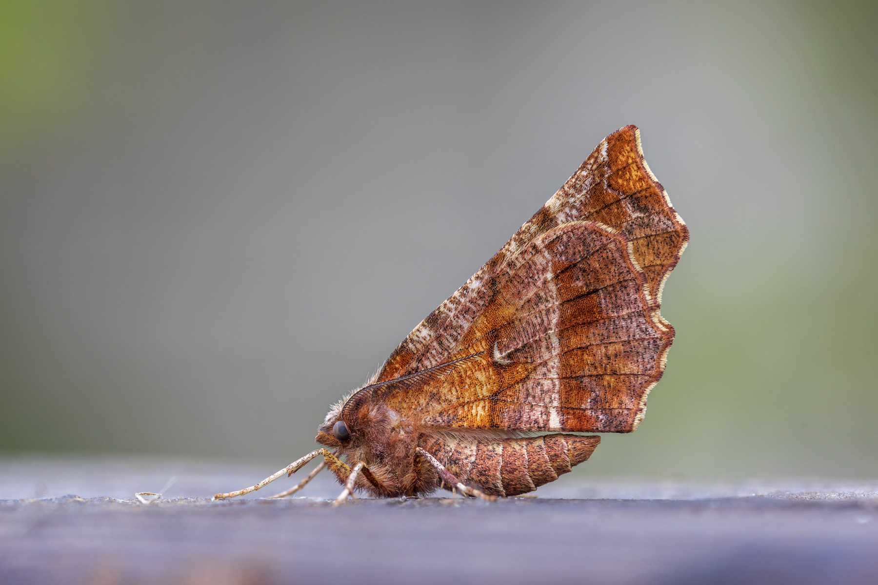 Untitled 1 [www.davidchapman.org.uk]