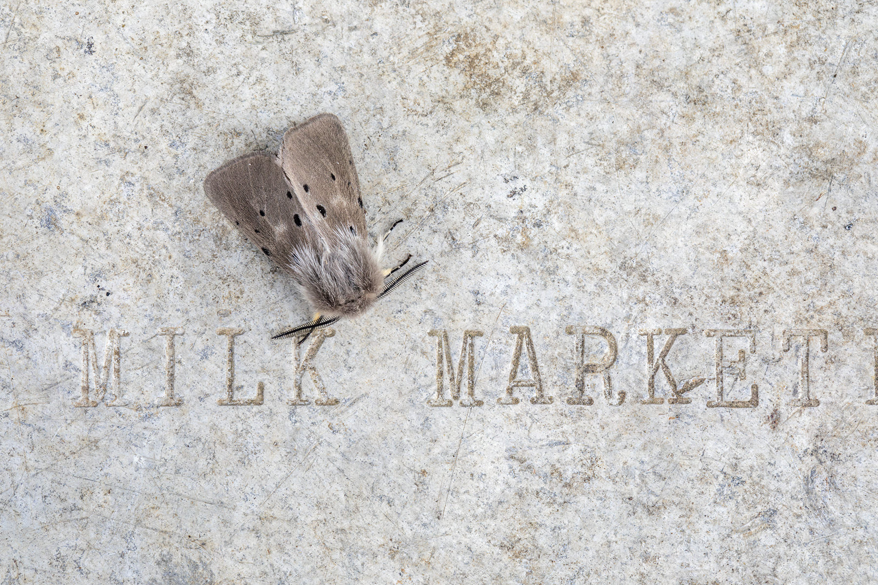 Untitled 1 [www.davidchapman.org.uk]