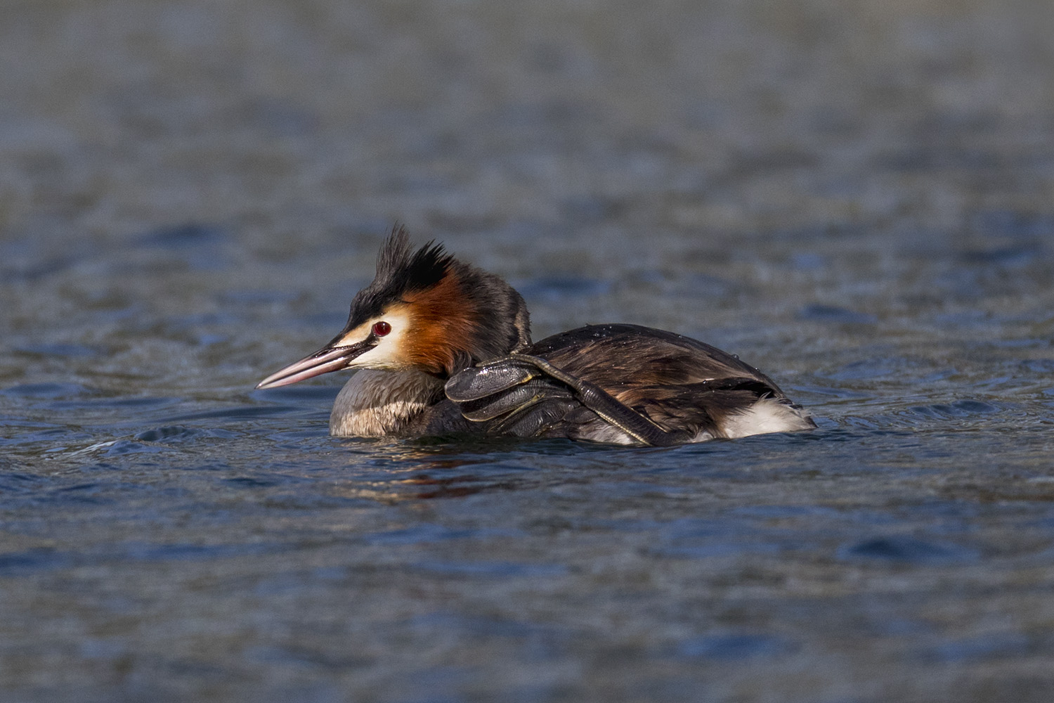 Untitled 1 [www.davidchapman.org.uk]