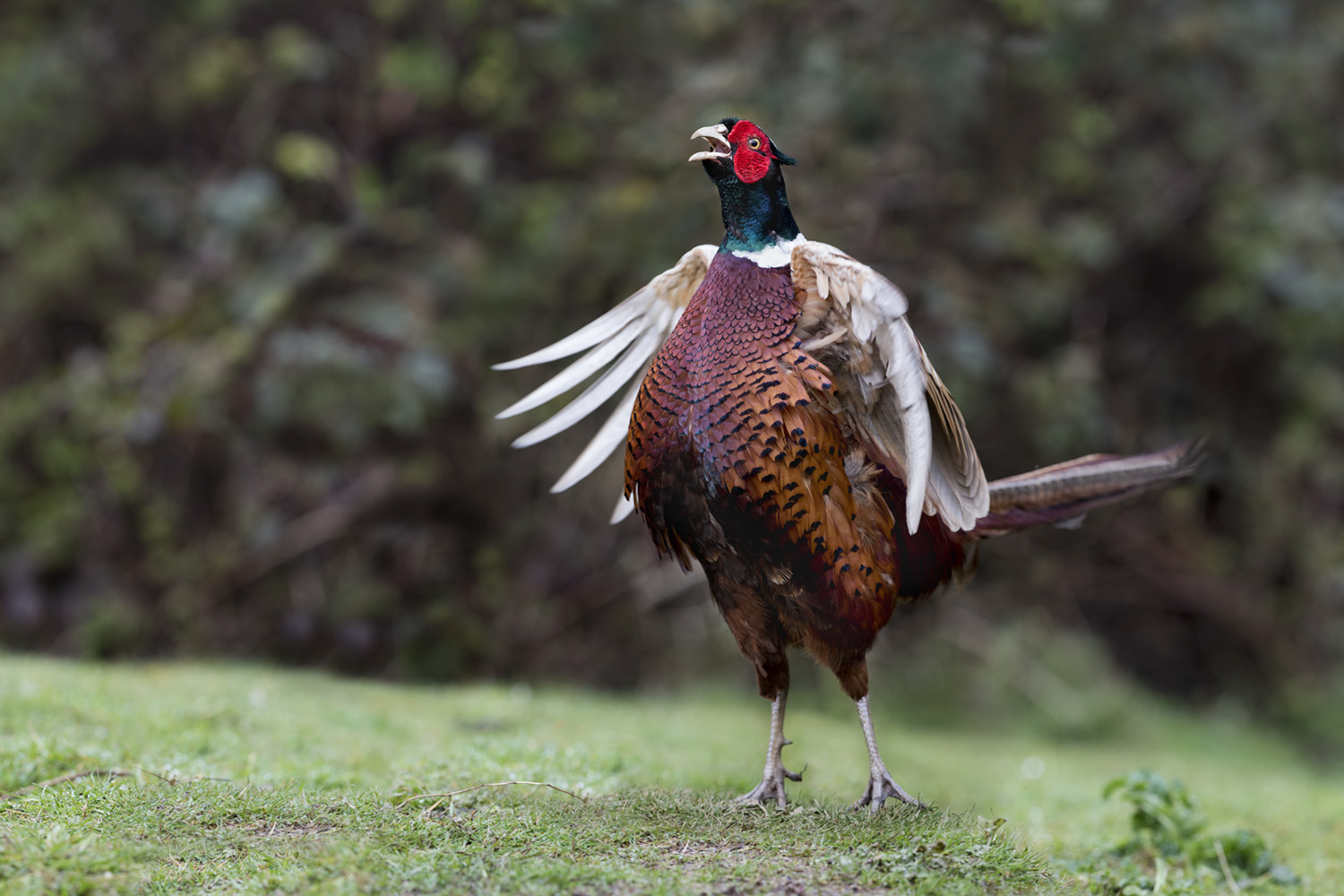 Untitled 1 [www.davidchapman.org.uk]