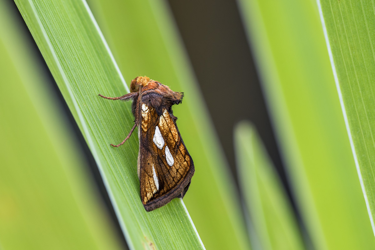 Untitled 1 [www.davidchapman.org.uk]