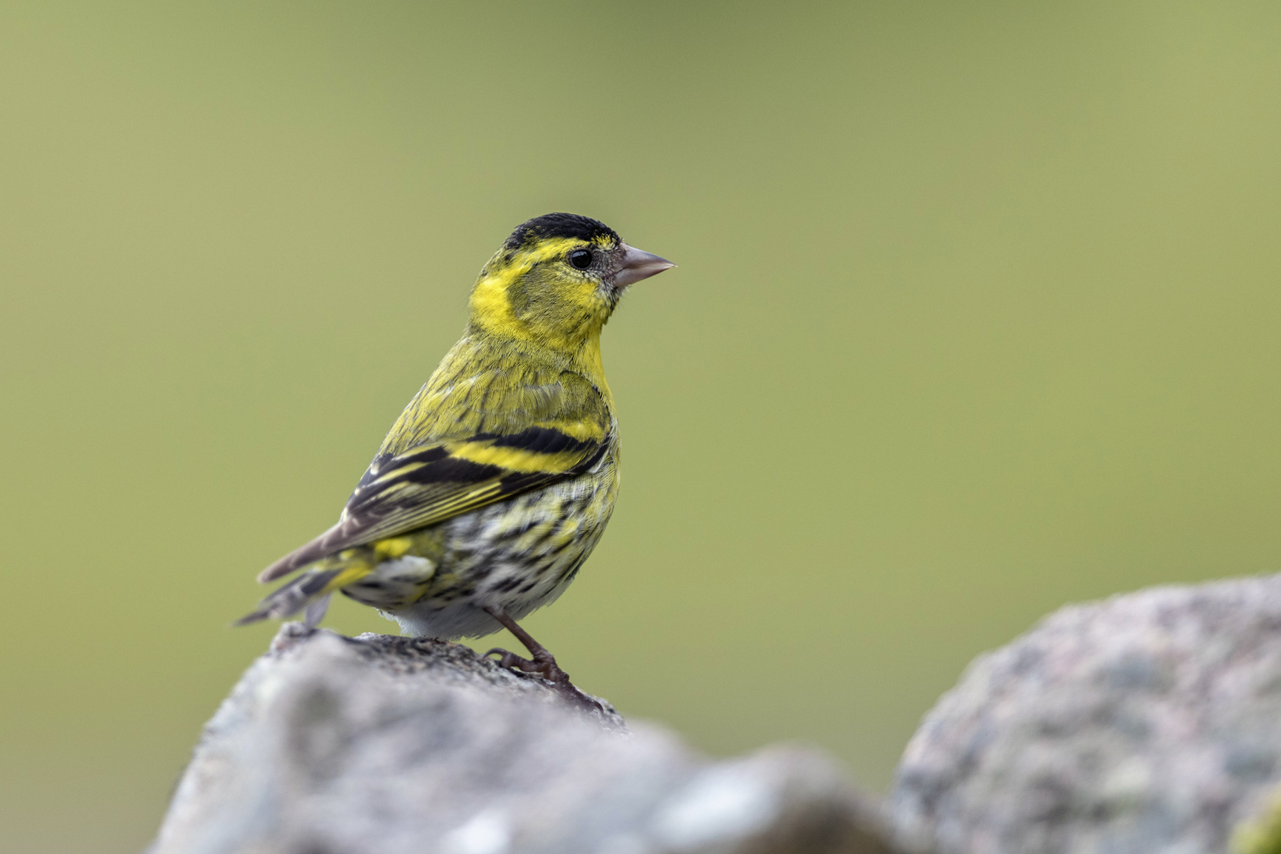 Untitled 1 [www.davidchapman.org.uk]