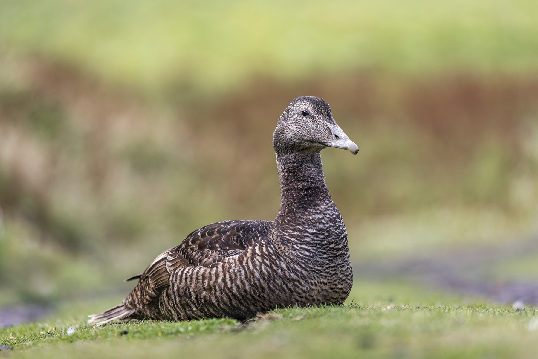 Untitled 1 [www.davidchapman.org.uk]