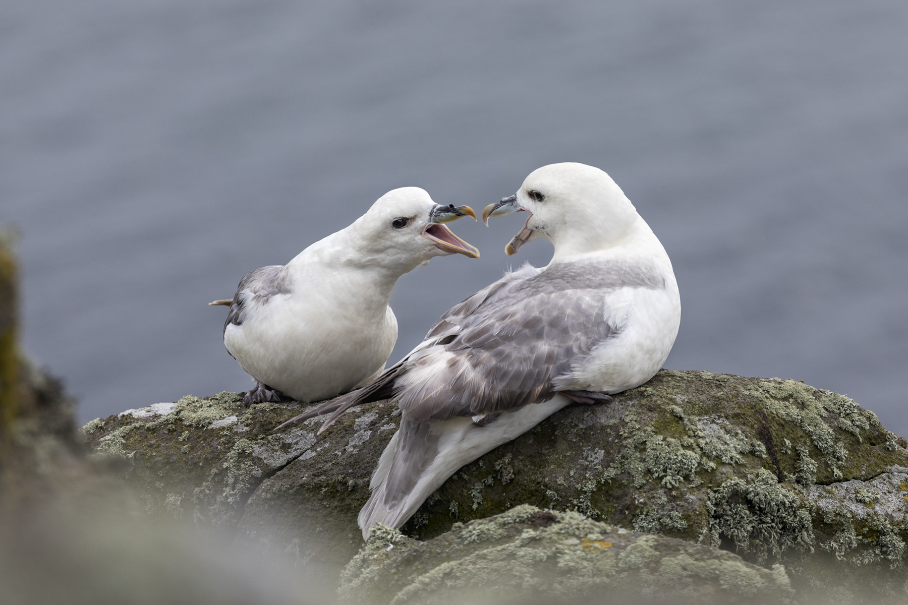 Untitled 1 [www.davidchapman.org.uk]