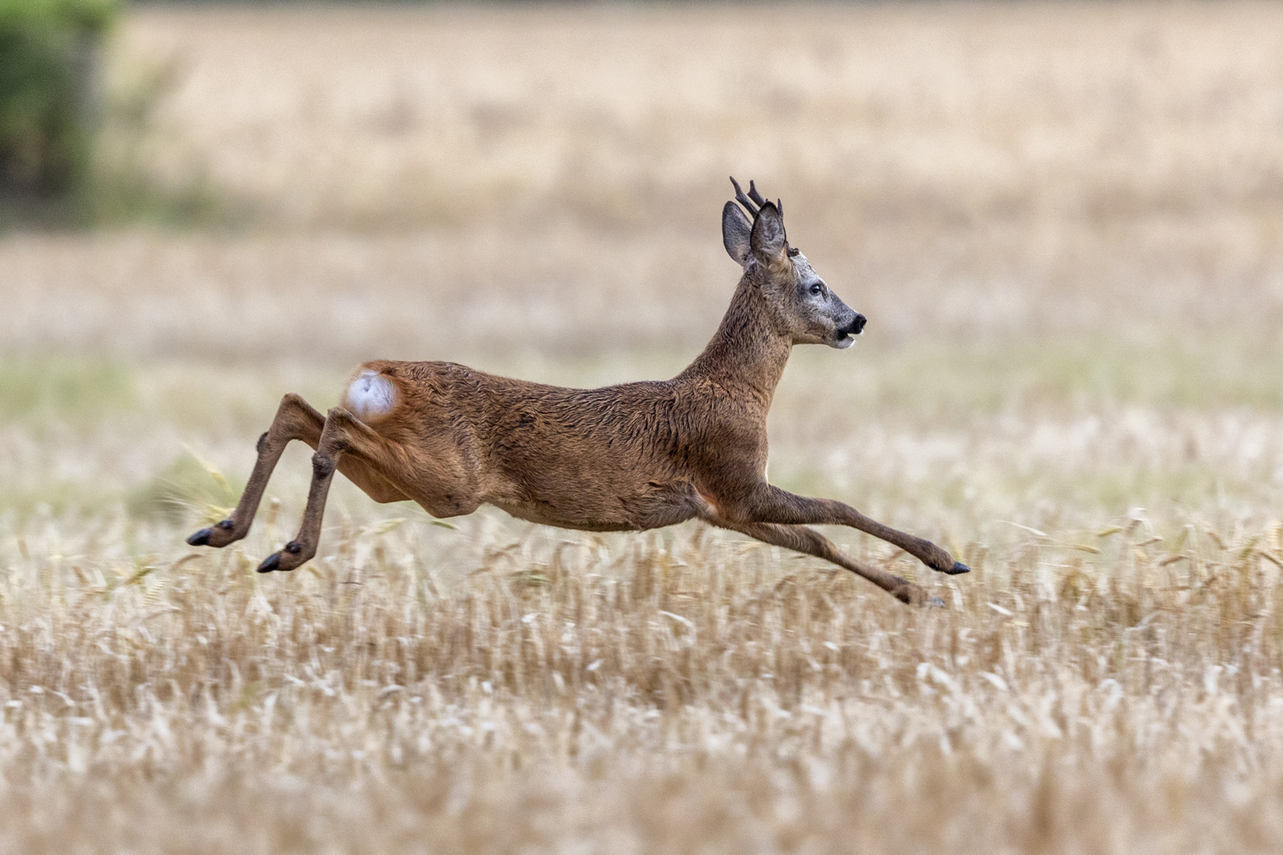 Untitled 1 [www.davidchapman.org.uk]