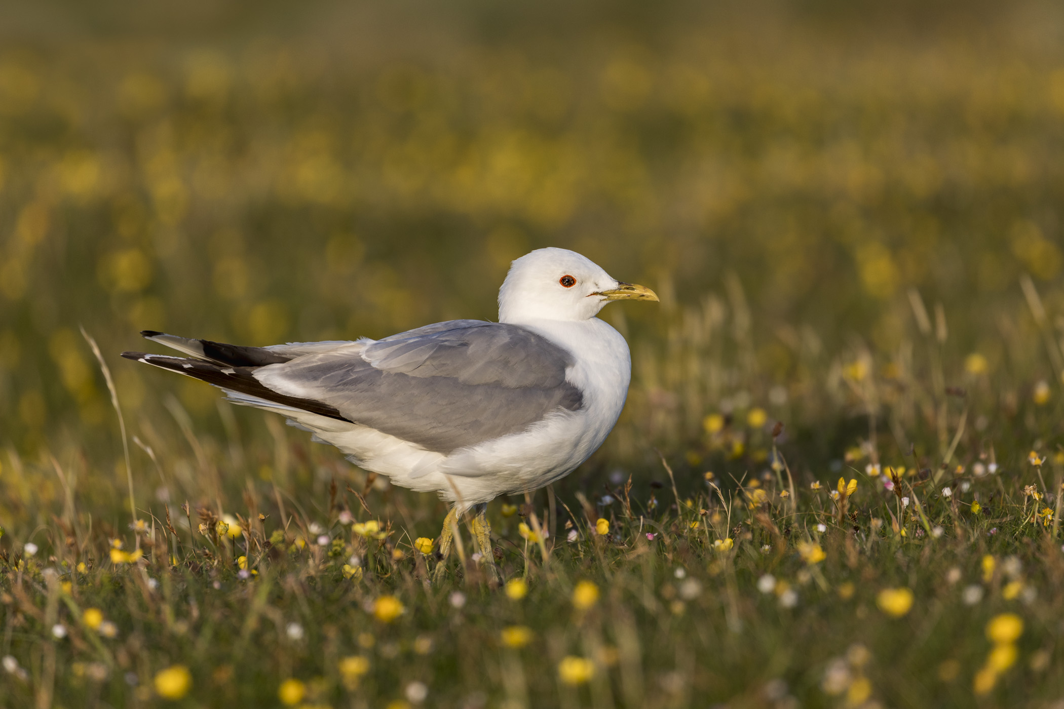 Untitled 1 [www.davidchapman.org.uk]