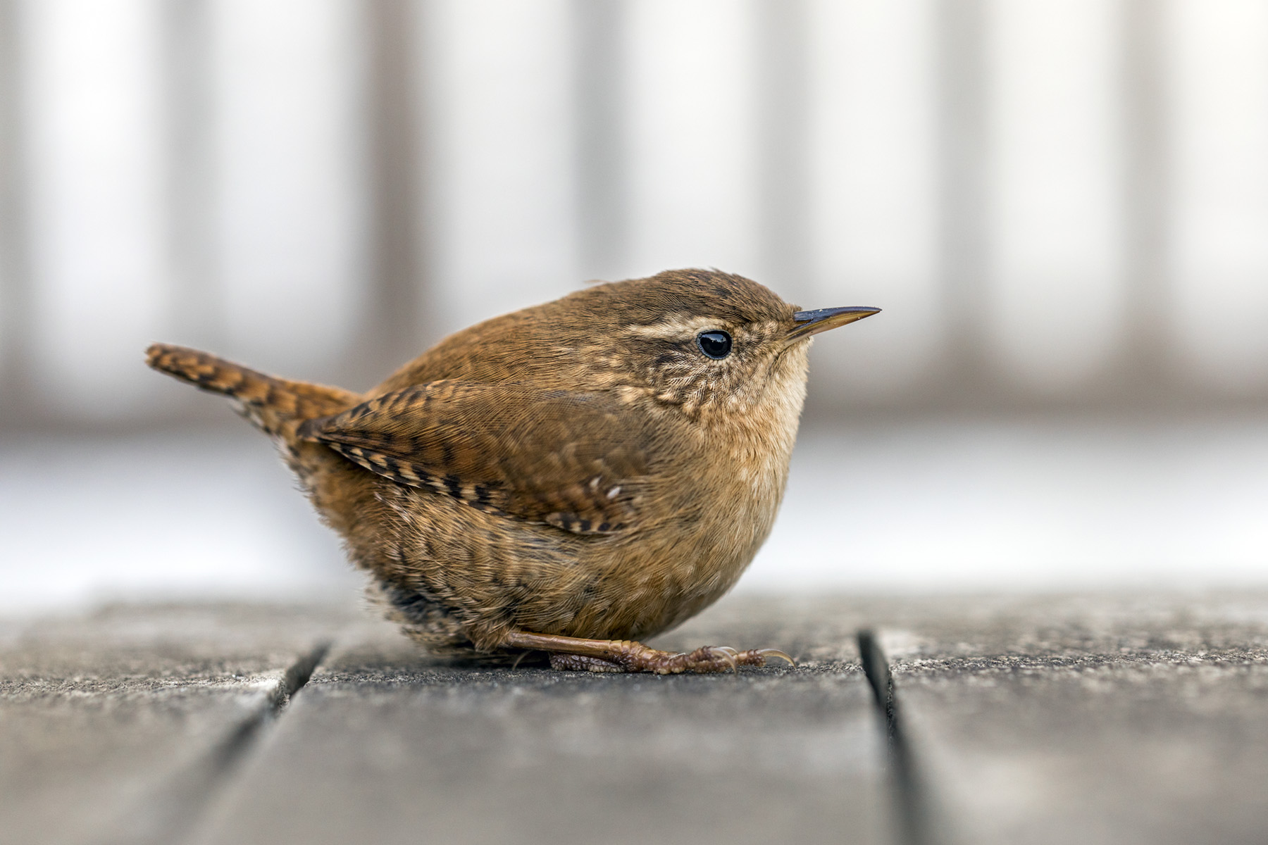 Untitled 1 [www.davidchapman.org.uk]