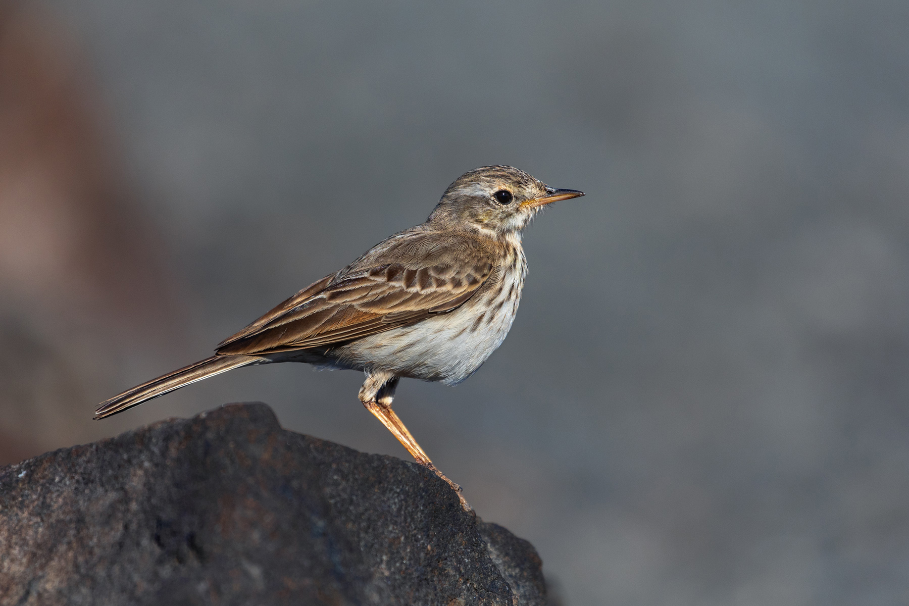 Untitled 1 [www.davidchapman.org.uk]