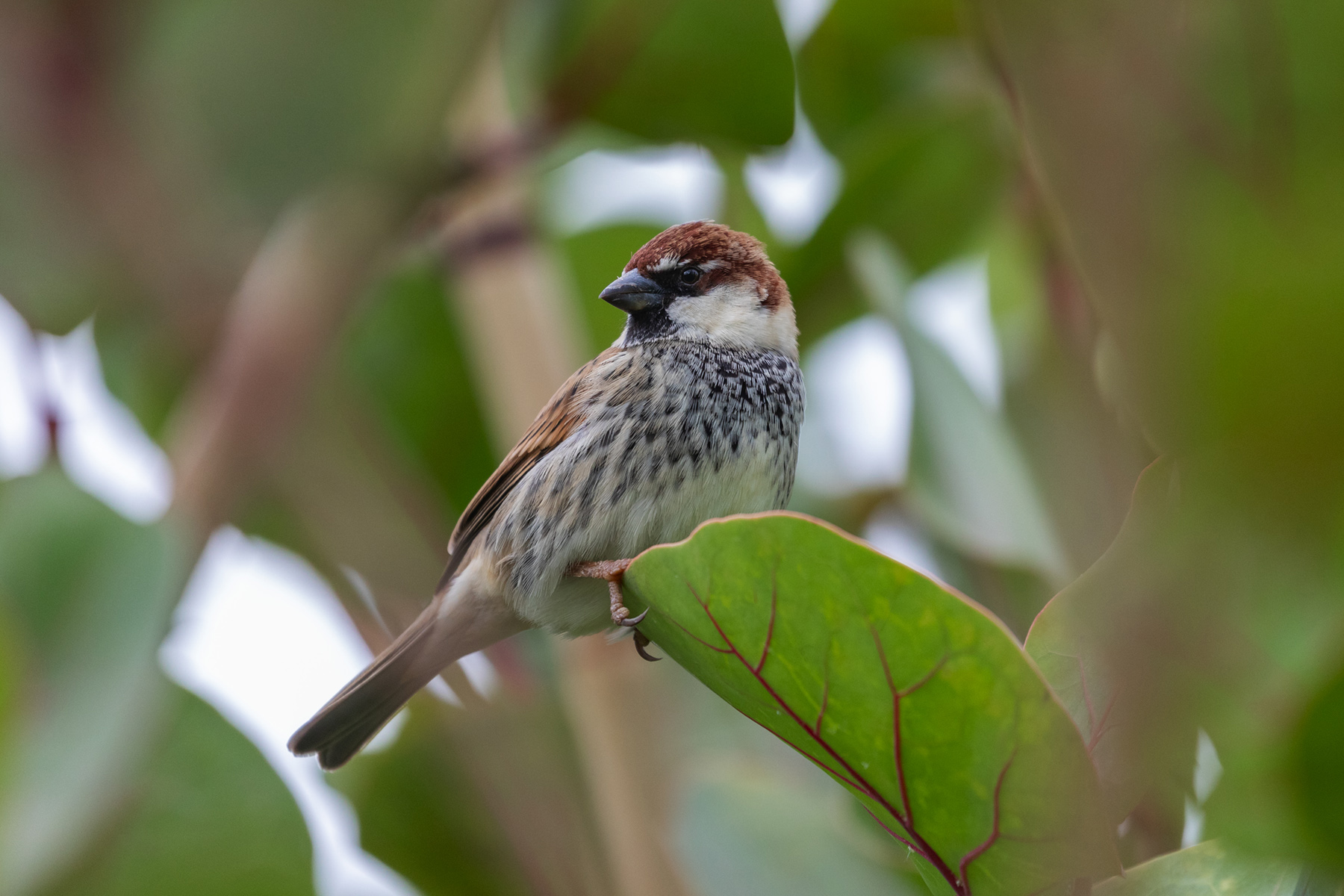 Untitled 1 [www.davidchapman.org.uk]