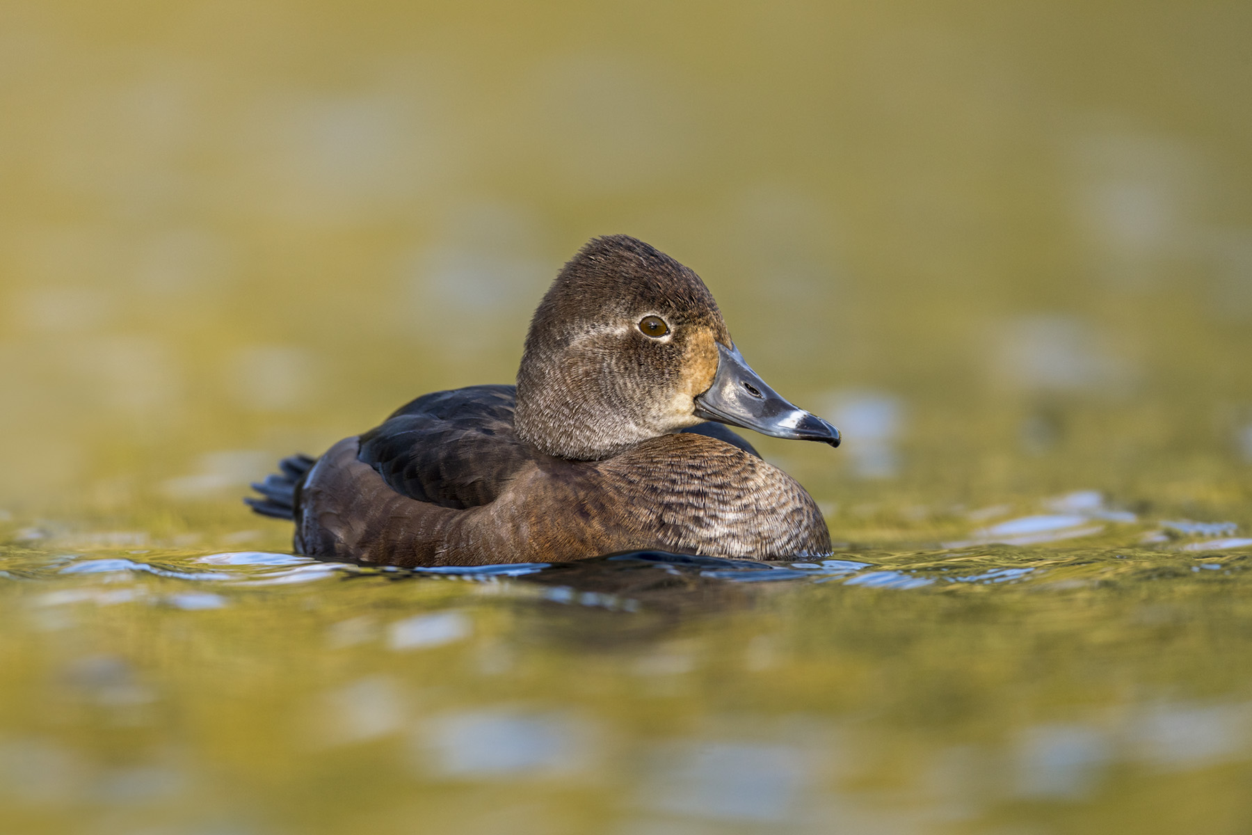 Untitled 1 [www.davidchapman.org.uk]