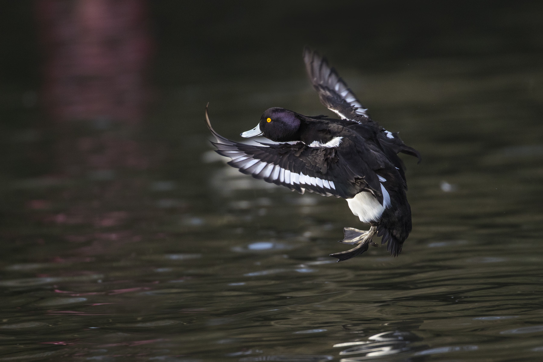 Untitled 1 [www.davidchapman.org.uk]