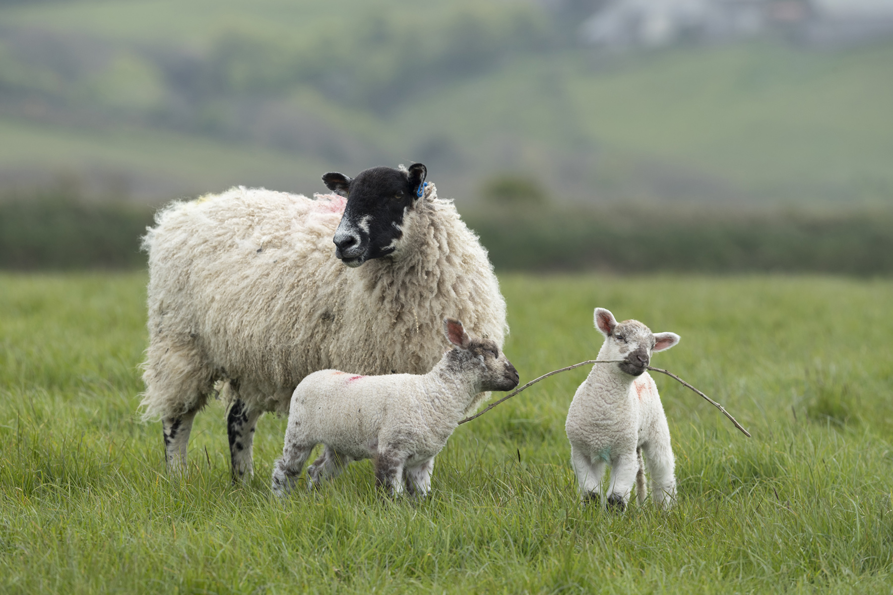 Untitled 1 [www.davidchapman.org.uk]