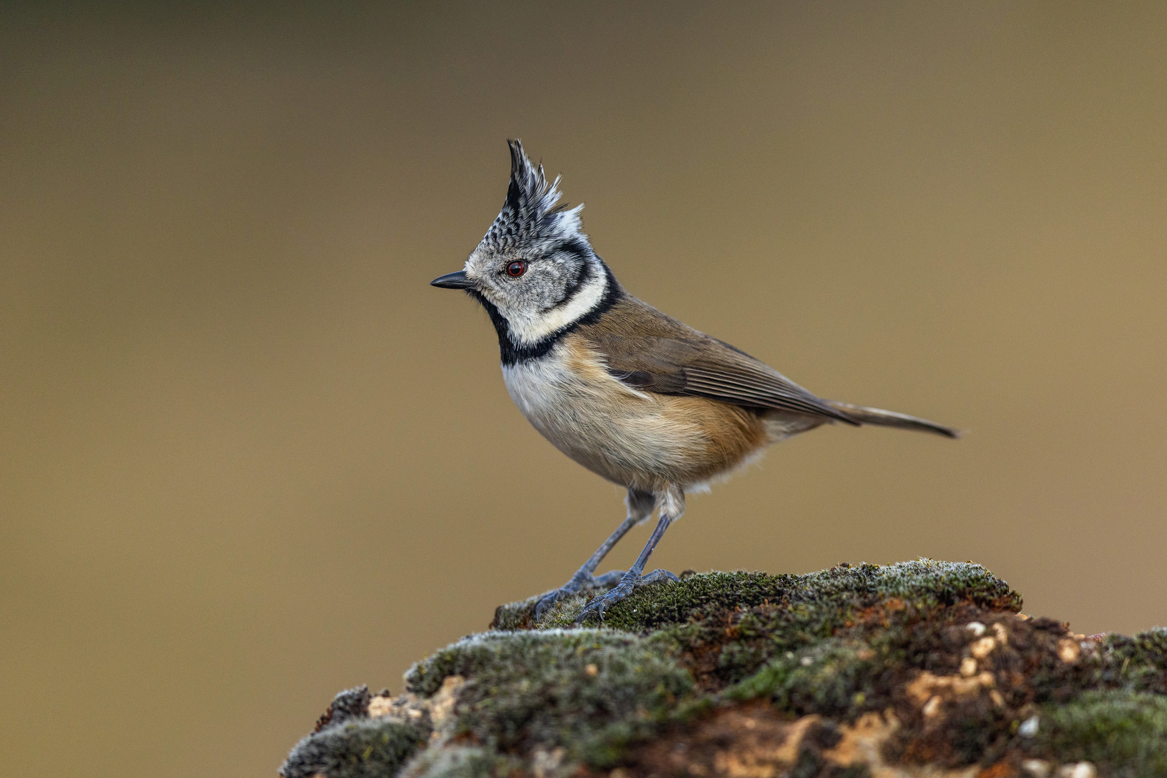 Untitled 1 [www.davidchapman.org.uk]