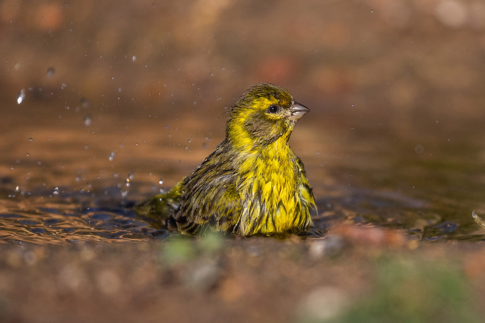 Untitled 1 [www.davidchapman.org.uk]