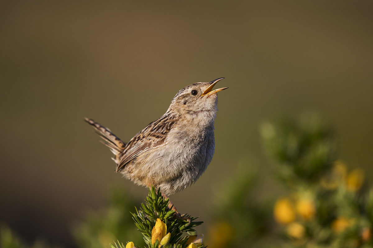 Untitled 1 [www.davidchapman.org.uk]