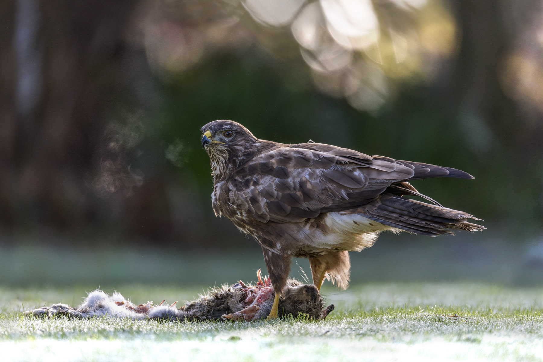 Untitled 1 [www.davidchapman.org.uk]