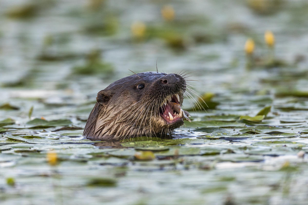 Untitled 1 [www.davidchapman.org.uk]