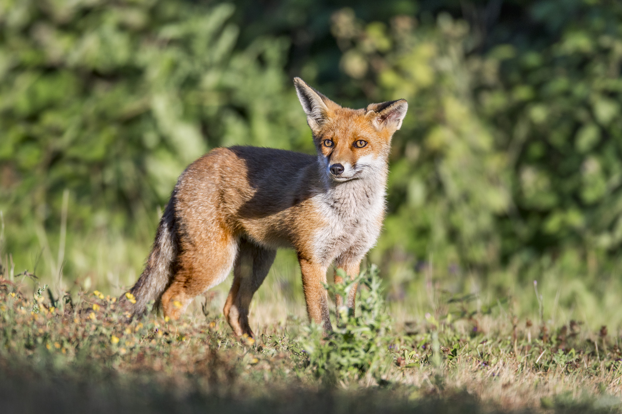 Untitled 1 [www.davidchapman.org.uk]