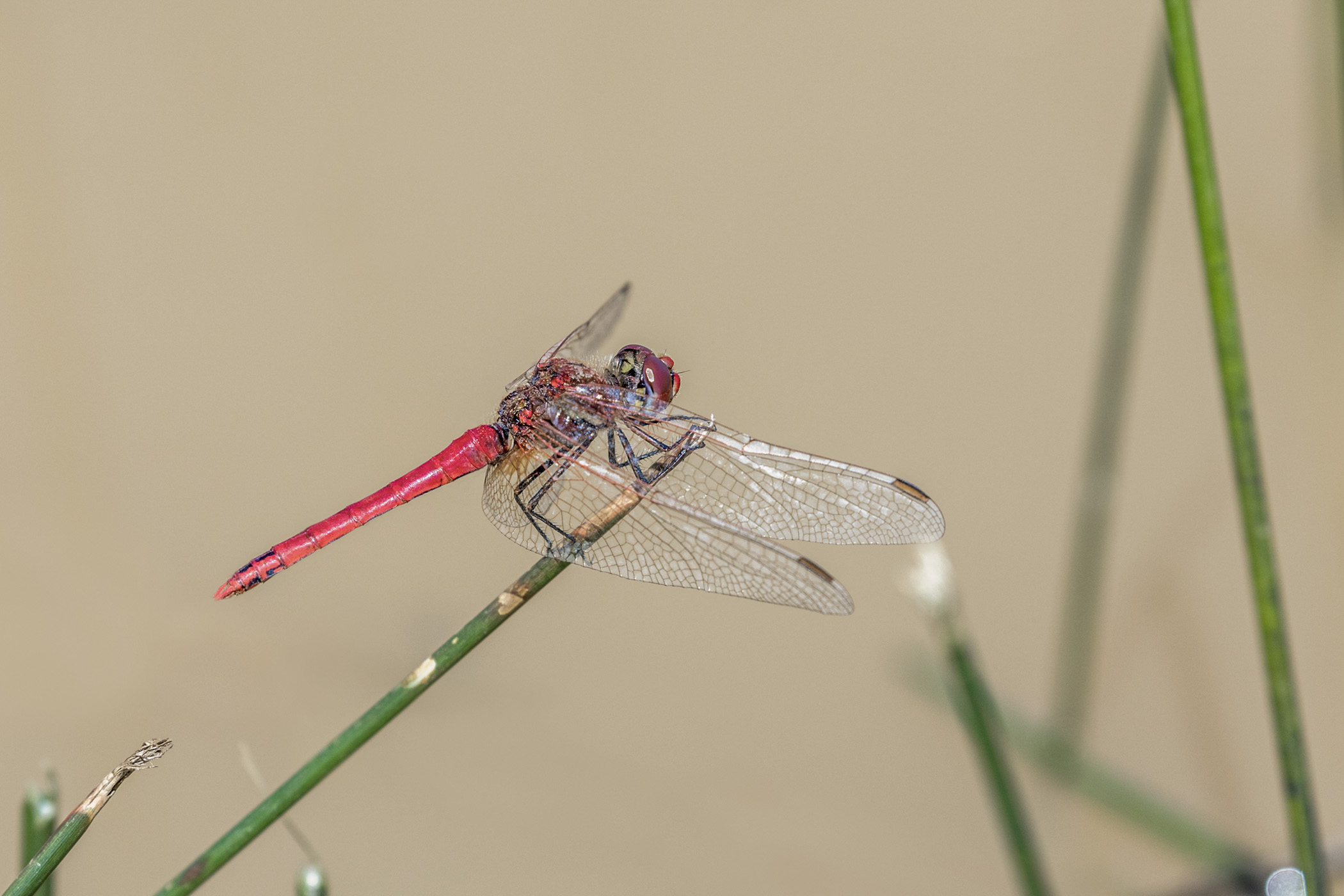 Untitled 1 [www.davidchapman.org.uk]