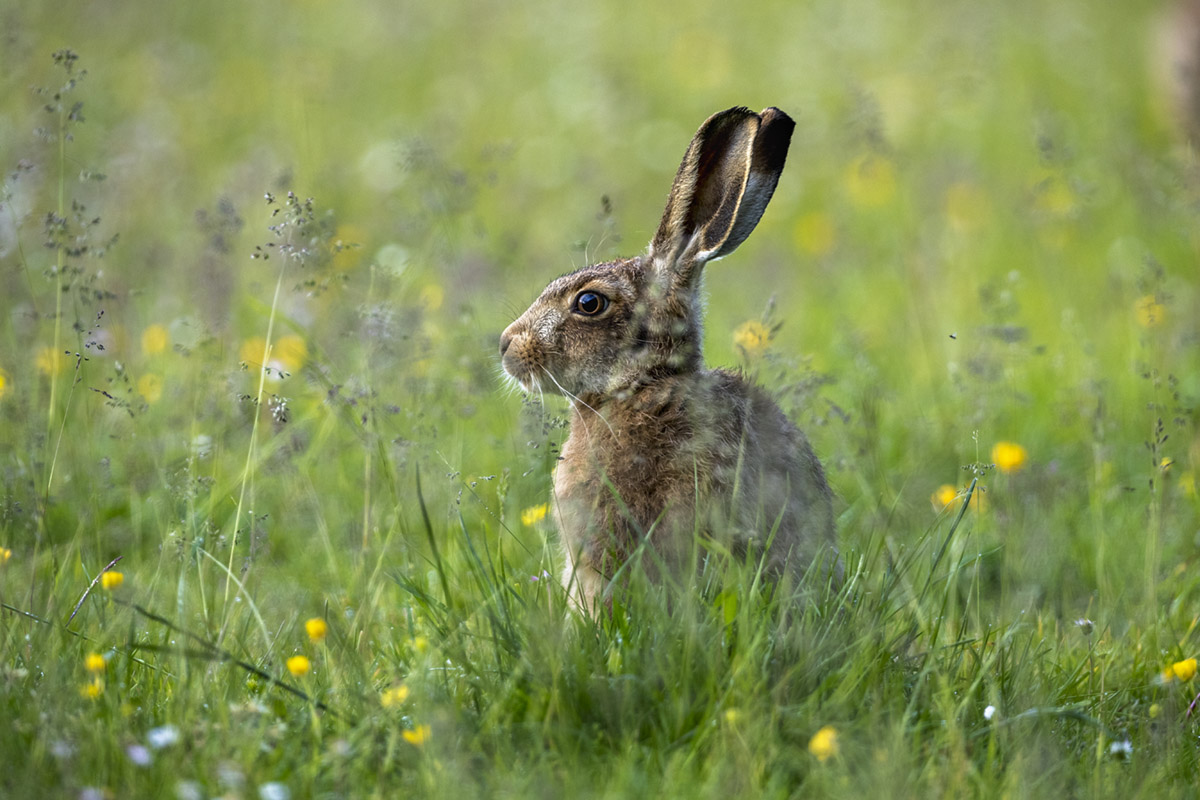 Untitled 1 [www.davidchapman.org.uk]