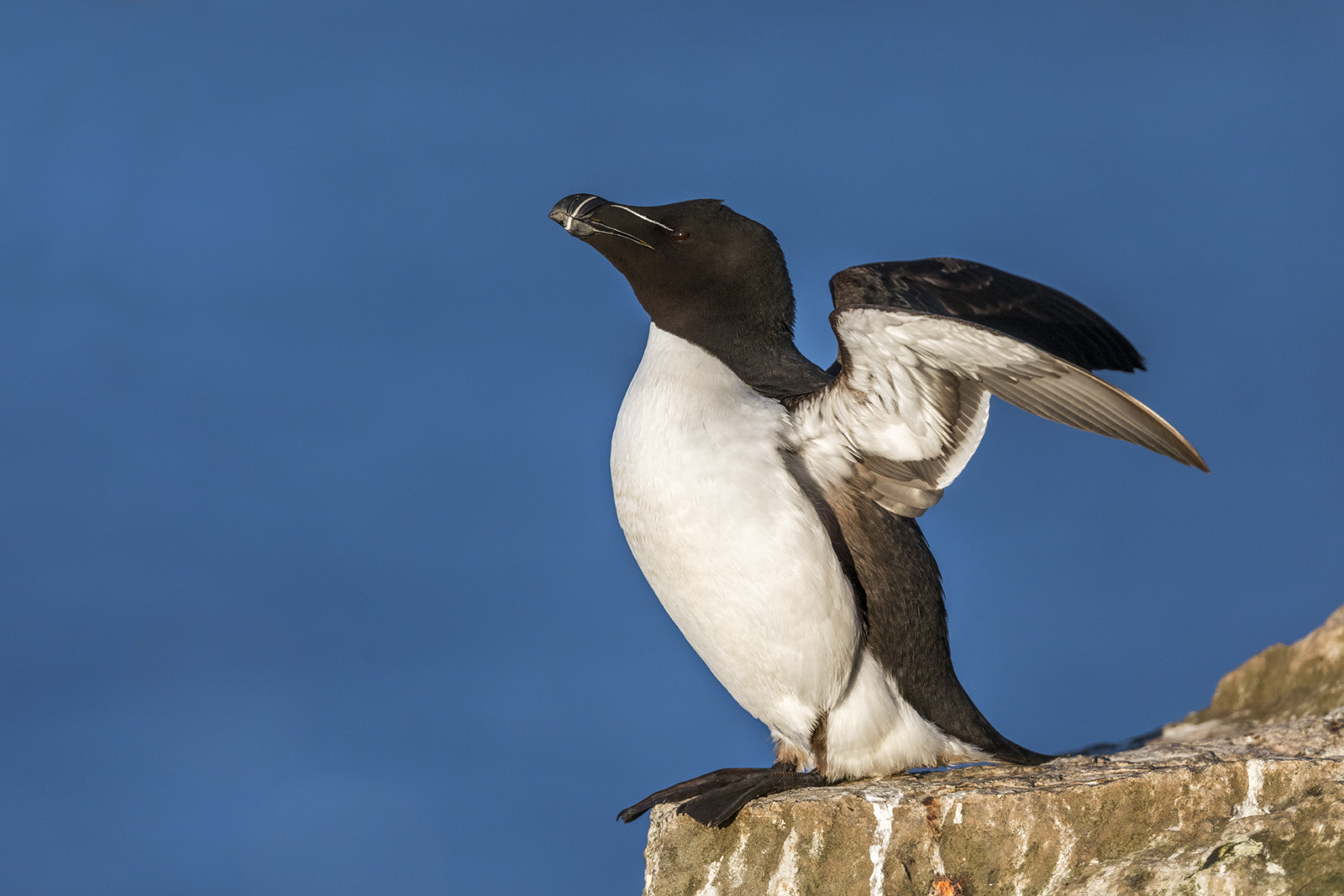 Untitled 1 [www.davidchapman.org.uk]