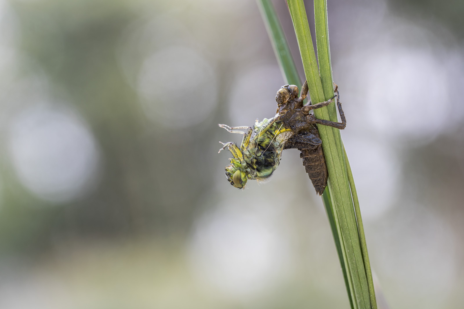 Untitled 1 [www.davidchapman.org.uk]