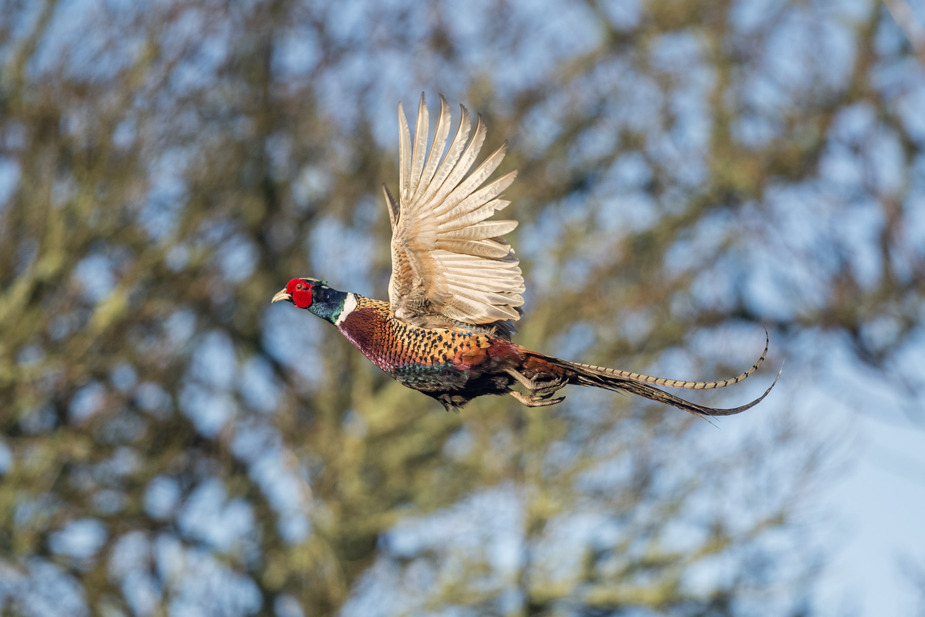 Untitled 1 [www.davidchapman.org.uk]