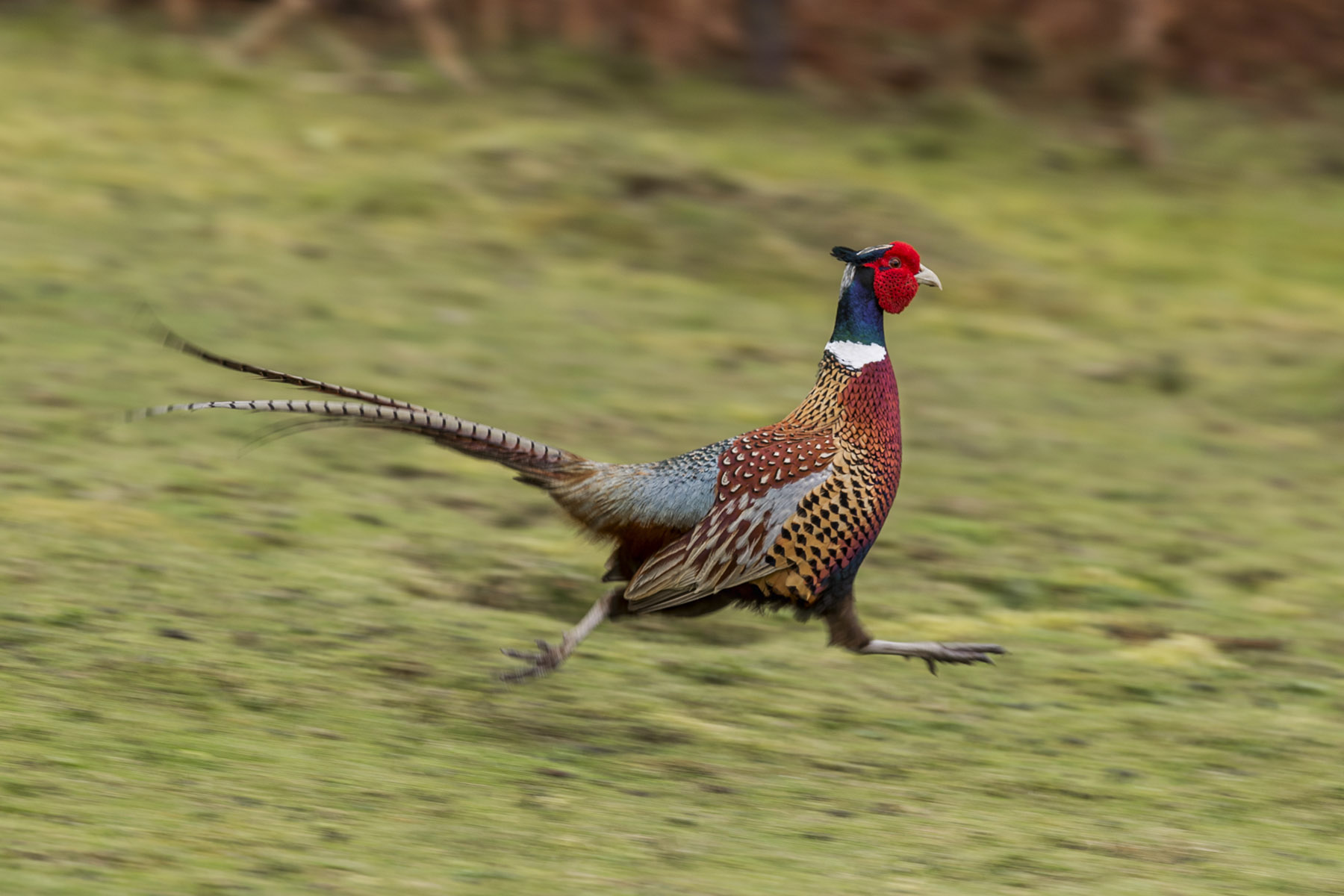 Untitled 1 [www.davidchapman.org.uk]