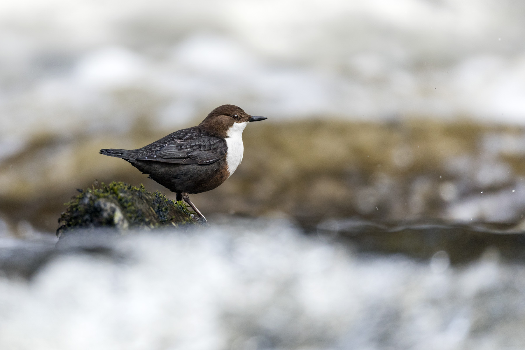 Untitled 1 [www.davidchapman.org.uk]