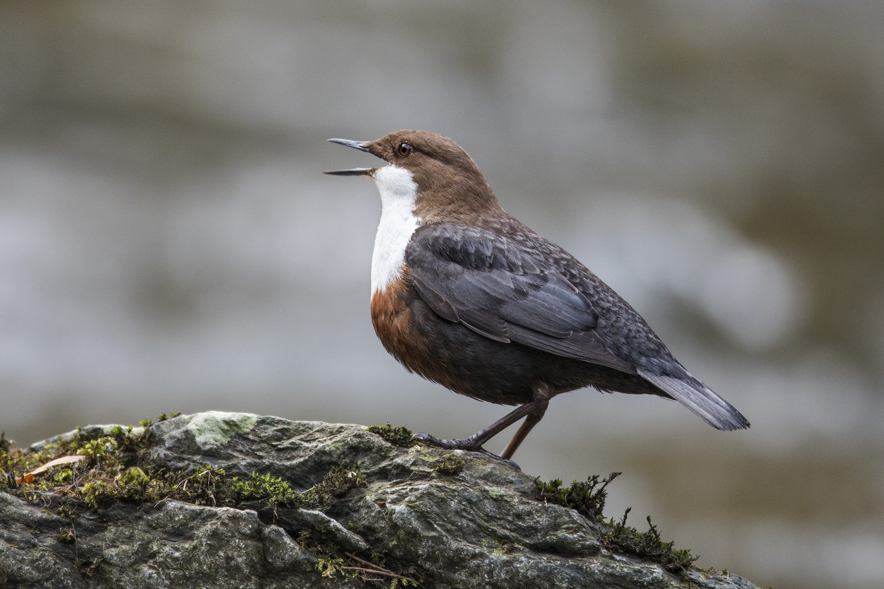 Untitled 1 [www.davidchapman.org.uk]