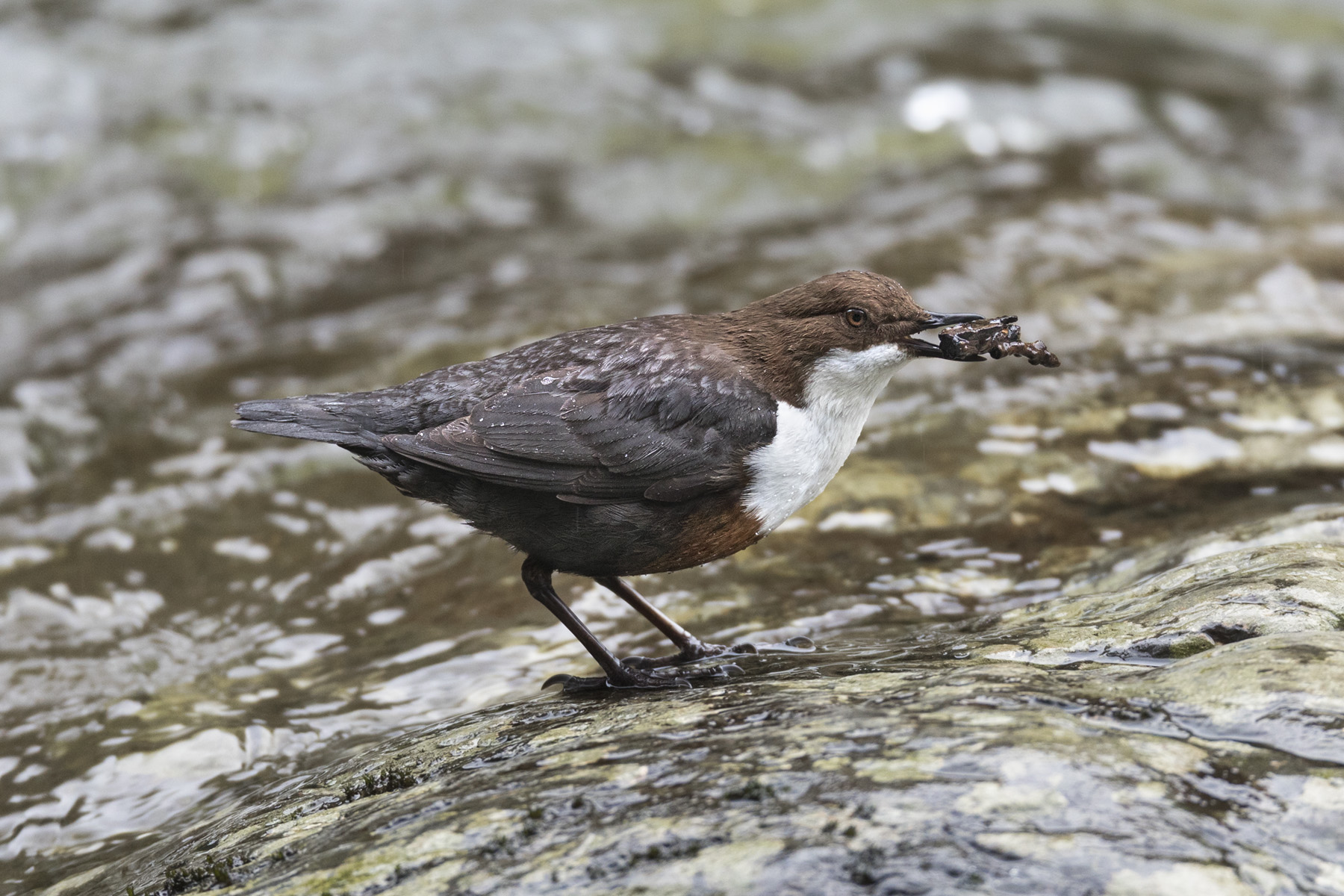 Untitled 1 [www.davidchapman.org.uk]