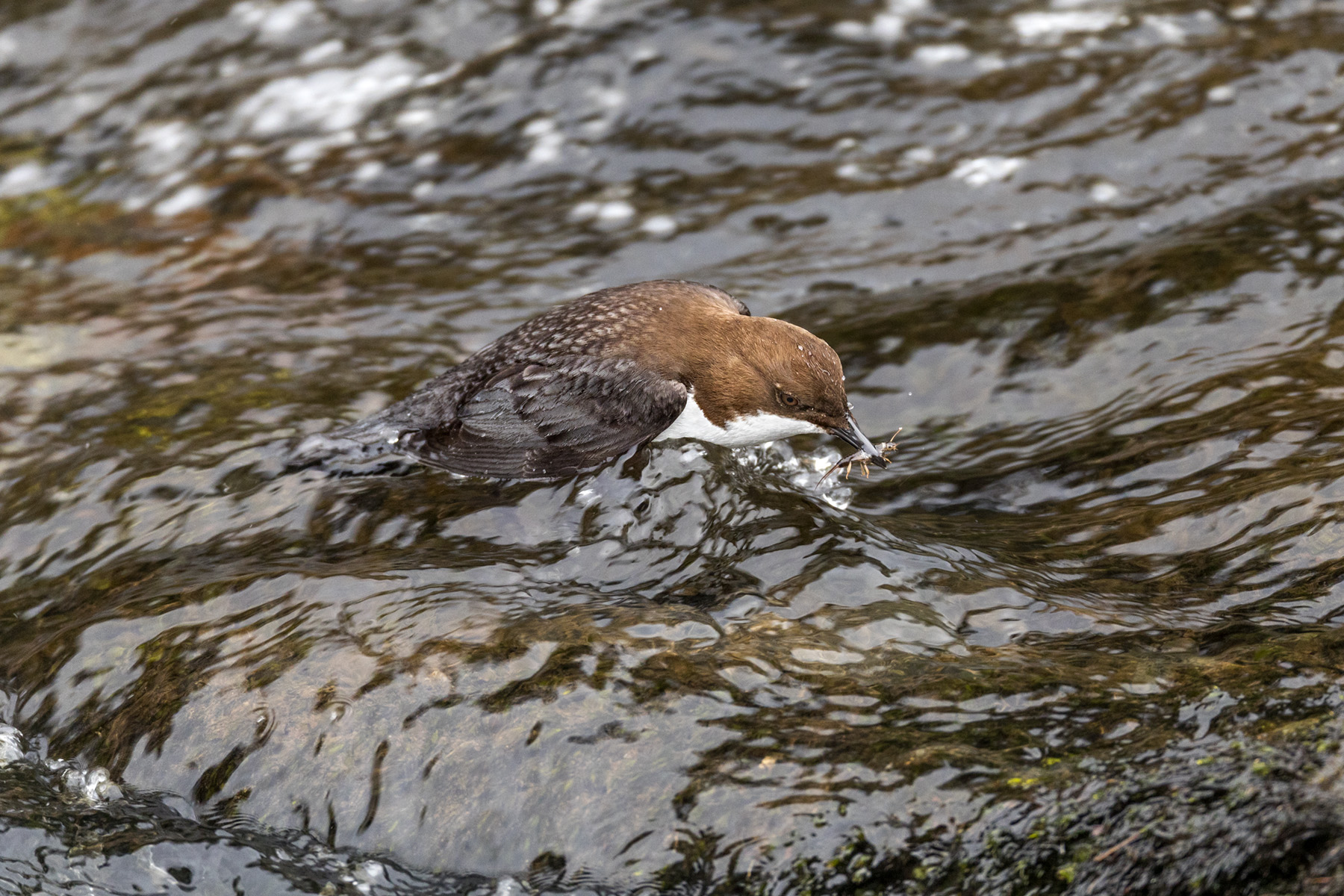 Untitled 1 [www.davidchapman.org.uk]