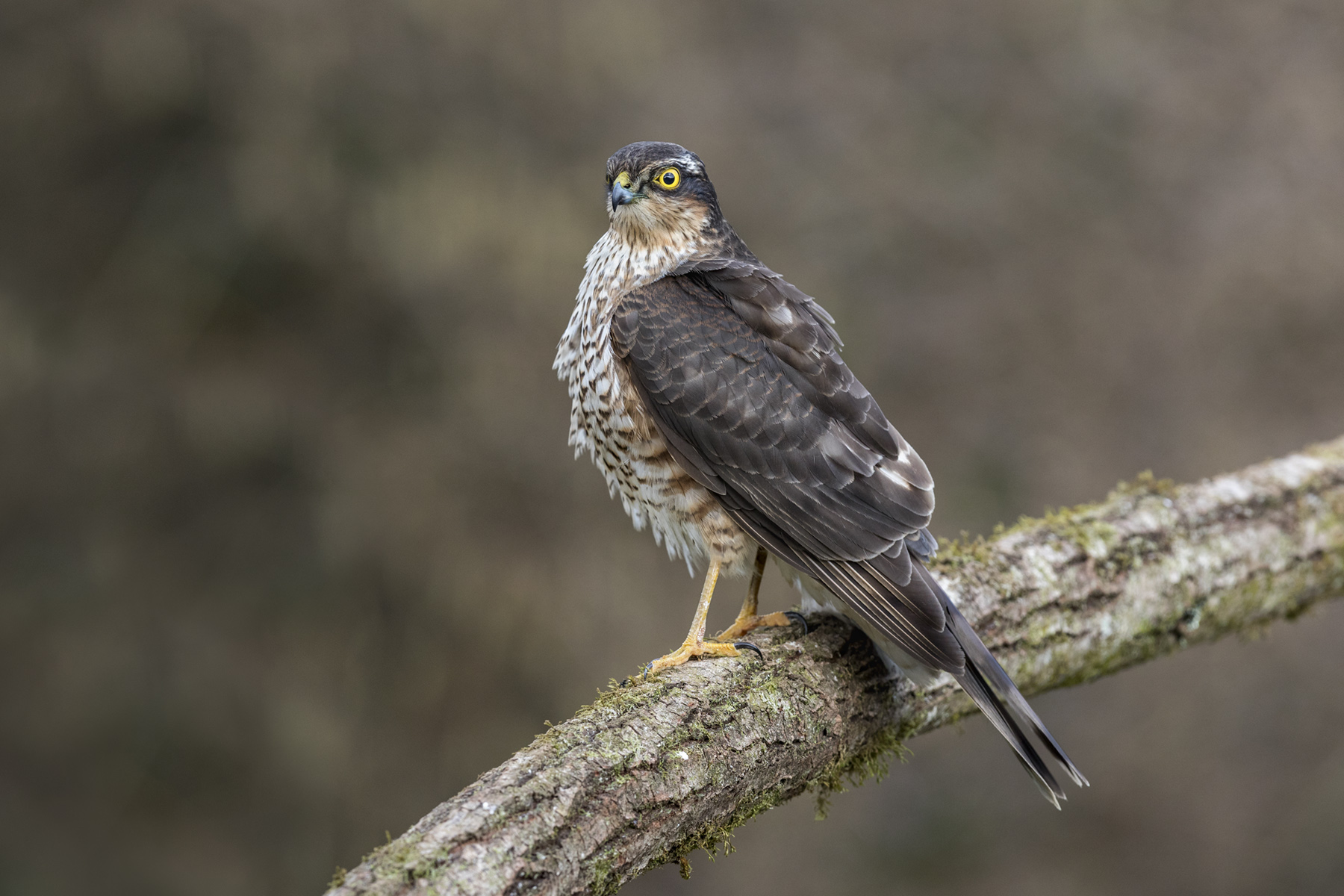 Untitled 1 [www.davidchapman.org.uk]