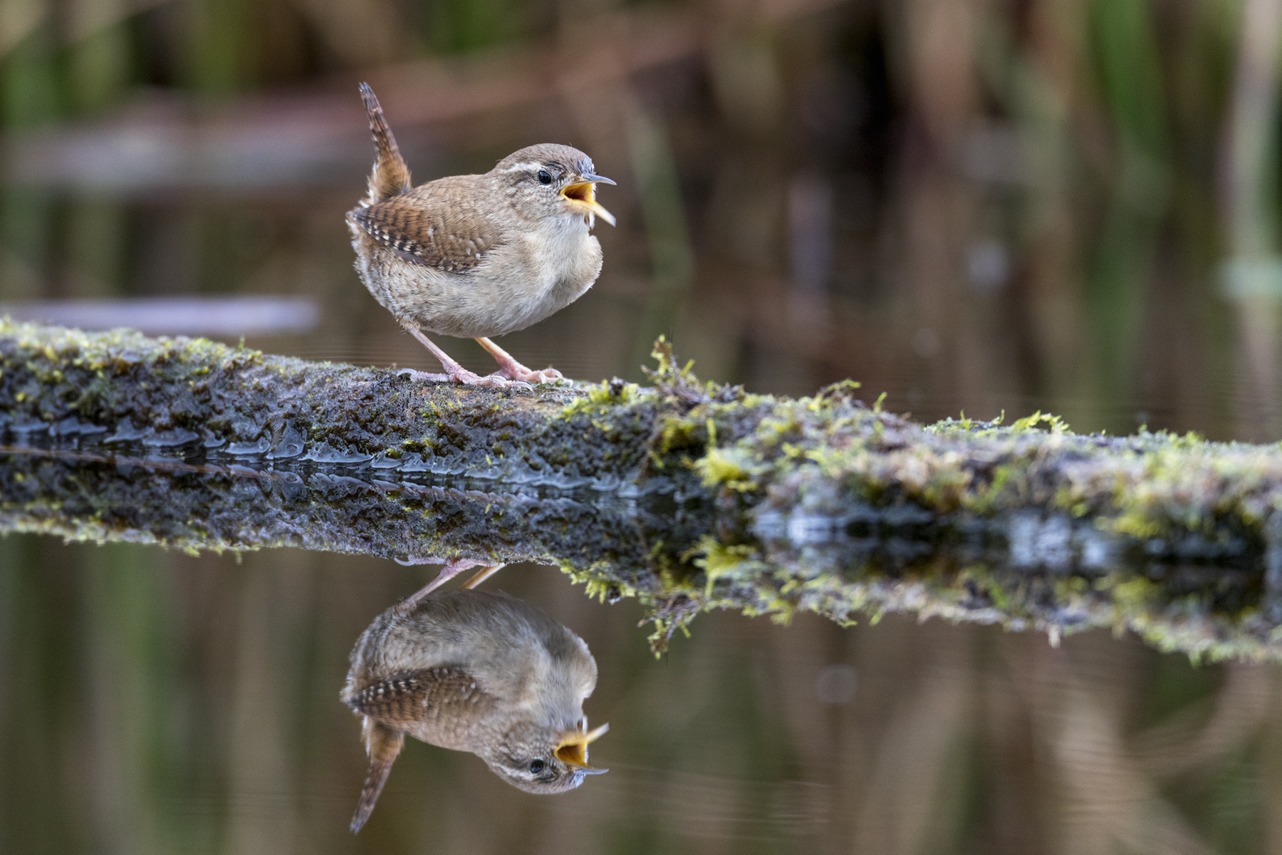 Untitled 1 [www.davidchapman.org.uk]