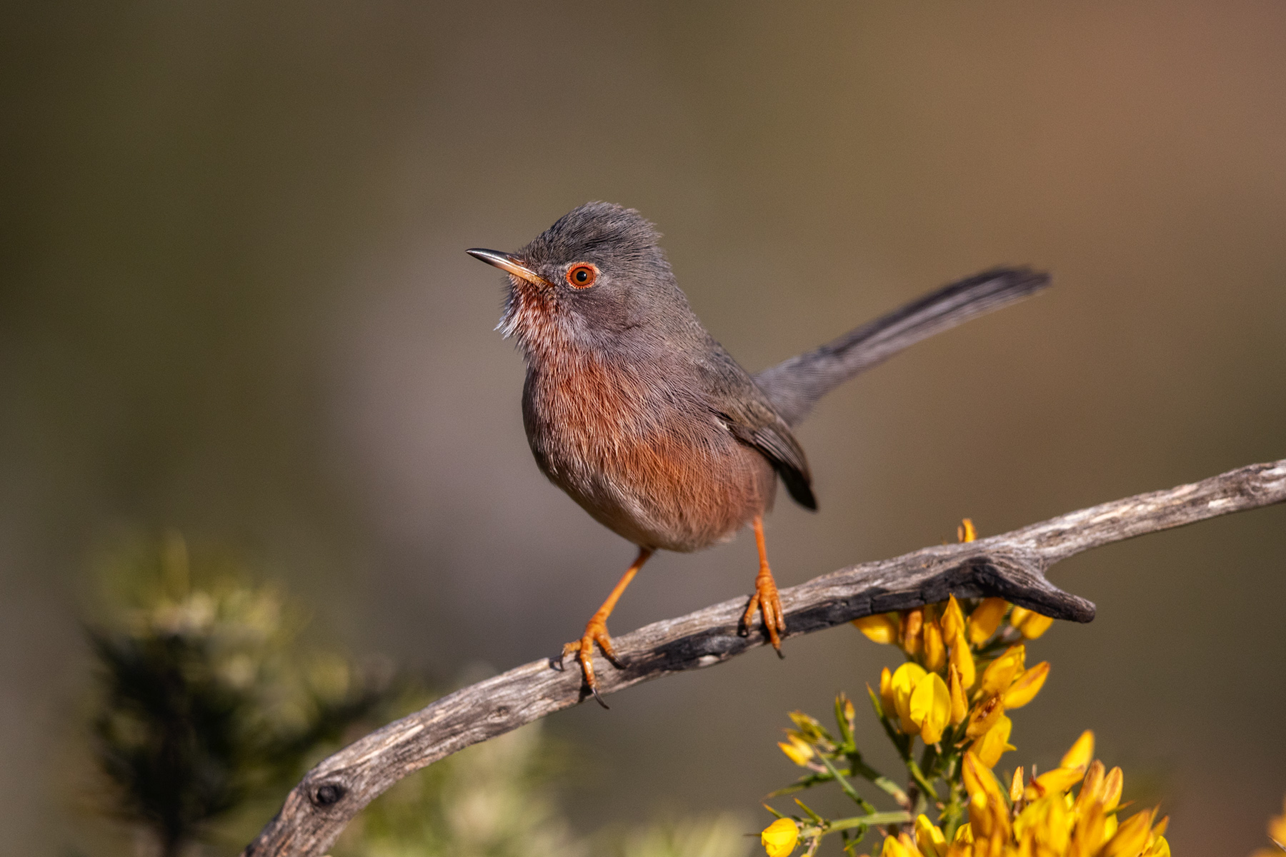 Untitled 1 [www.davidchapman.org.uk]