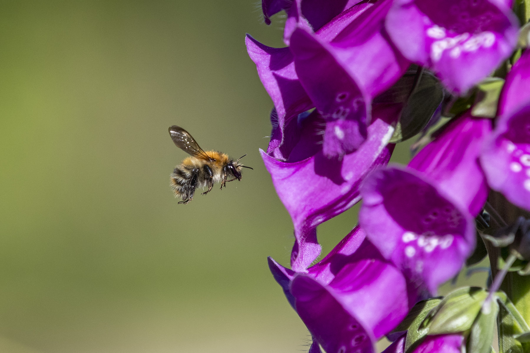 Untitled 1 [www.davidchapman.org.uk]