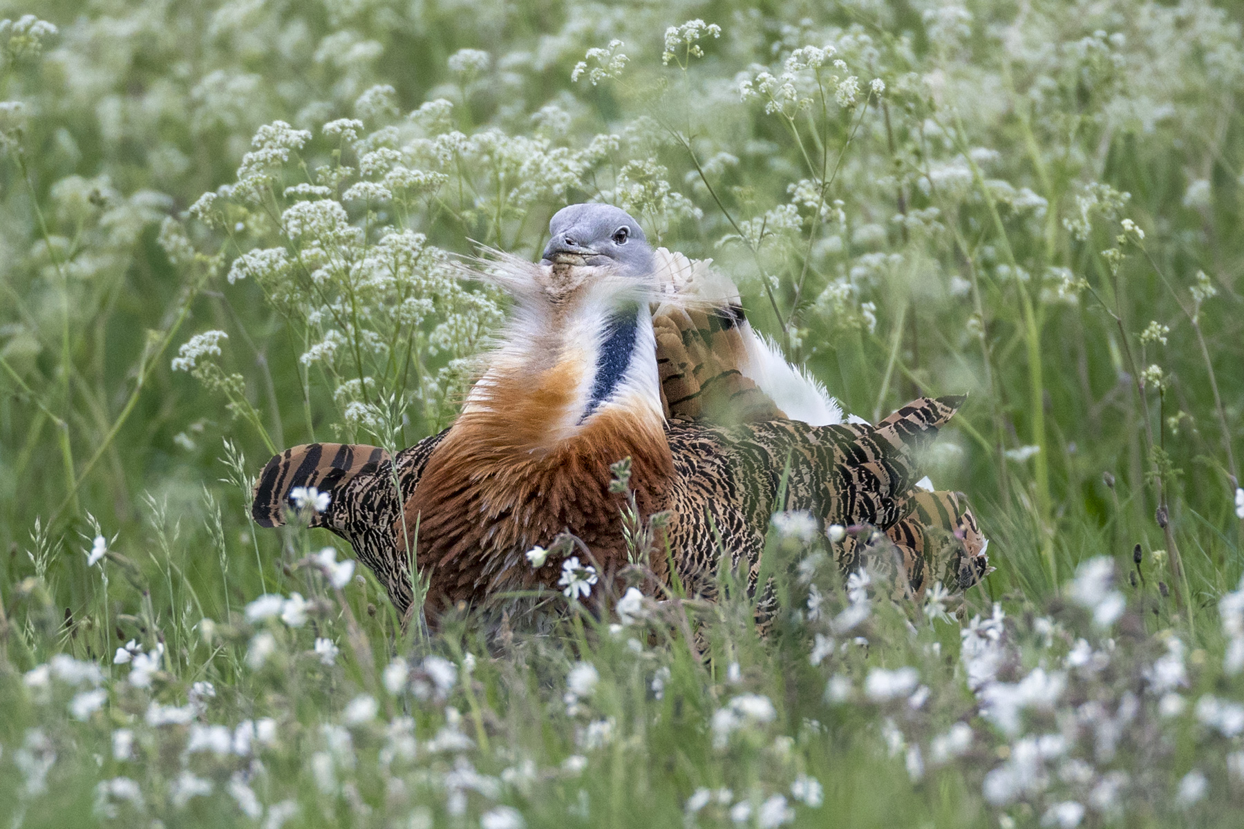 Untitled 1 [www.davidchapman.org.uk]