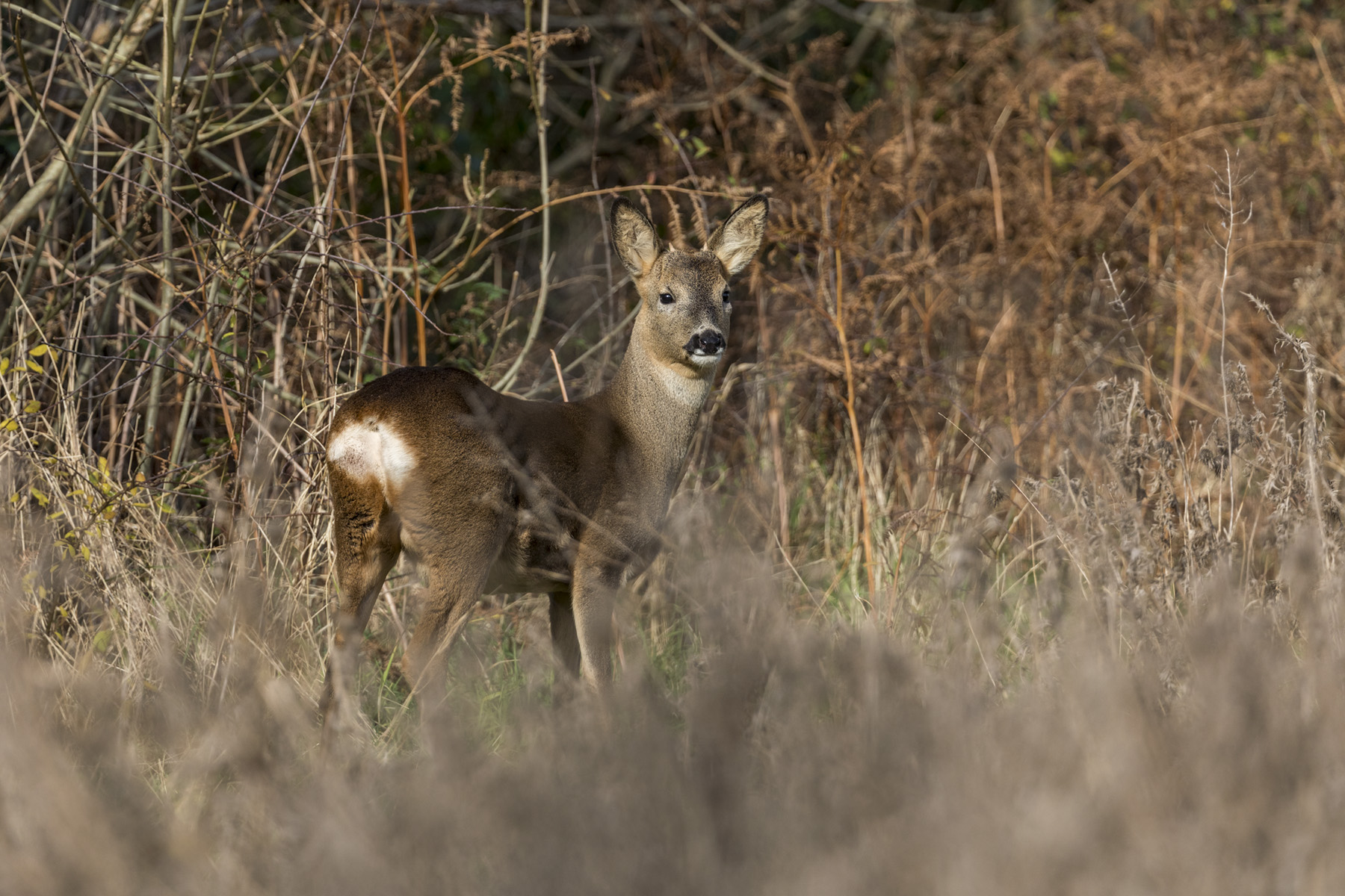 Untitled 1 [www.davidchapman.org.uk]