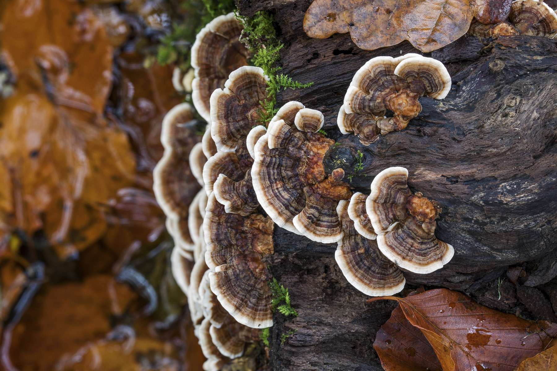 Untitled 1 [www.davidchapman.org.uk]