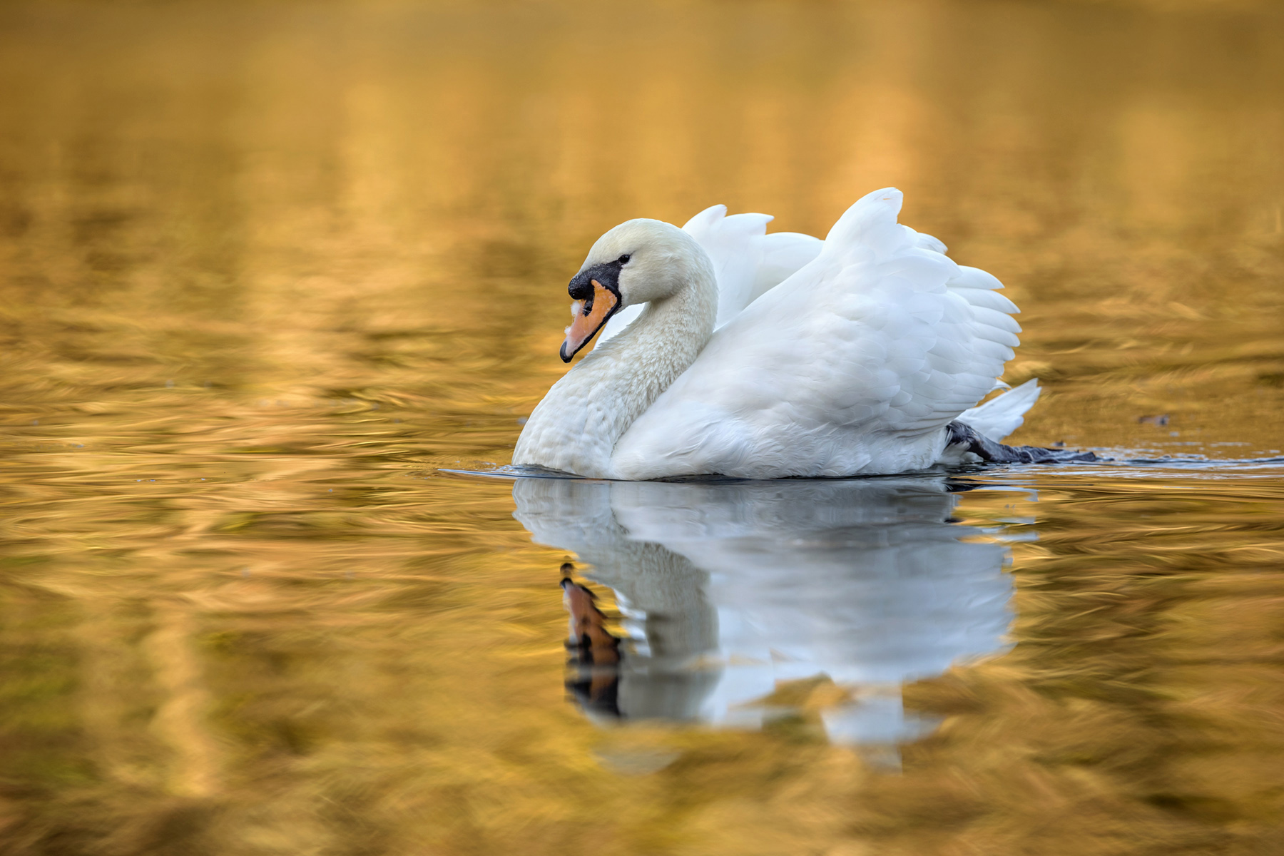 Untitled 1 [www.davidchapman.org.uk]