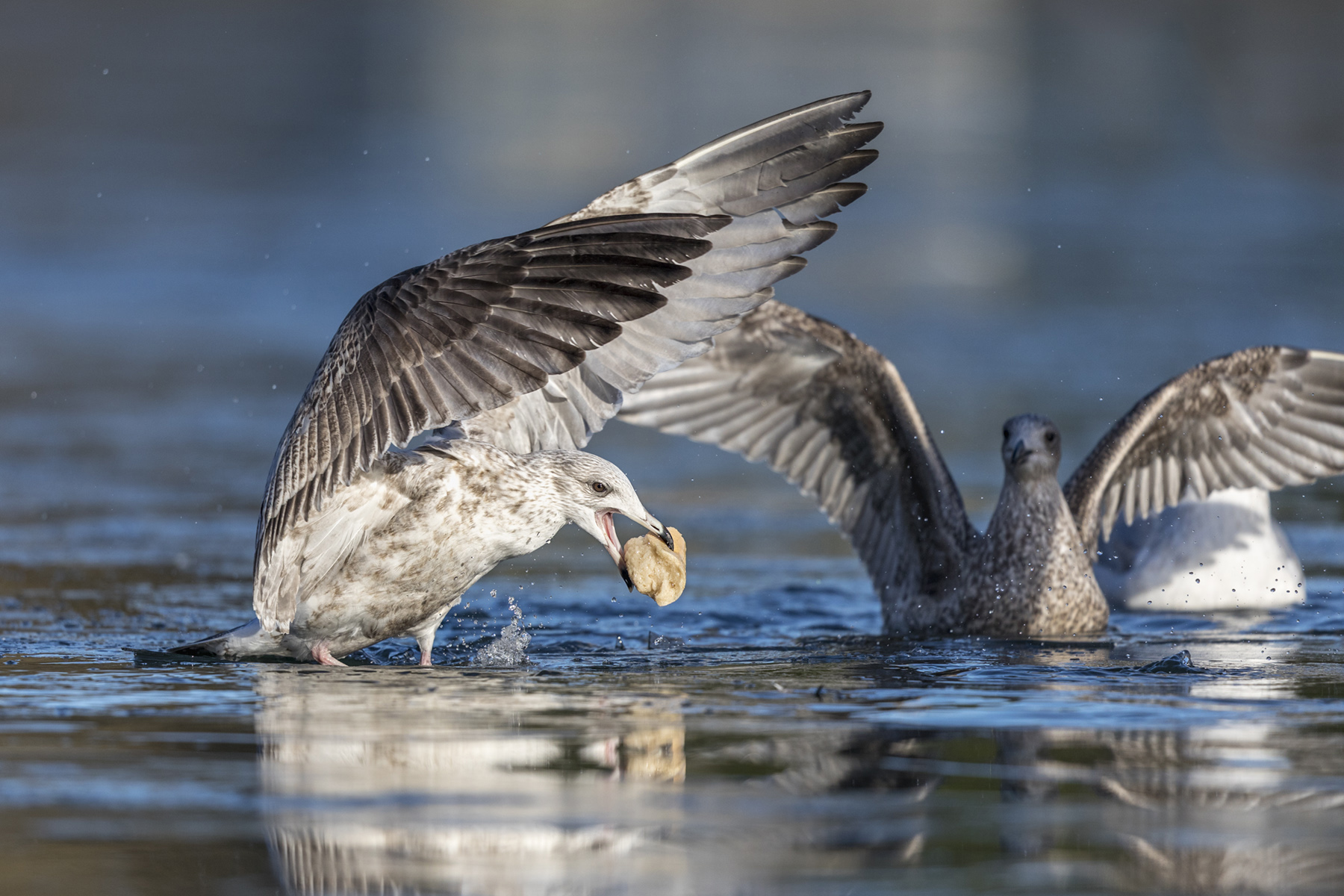 Untitled 1 [www.davidchapman.org.uk]