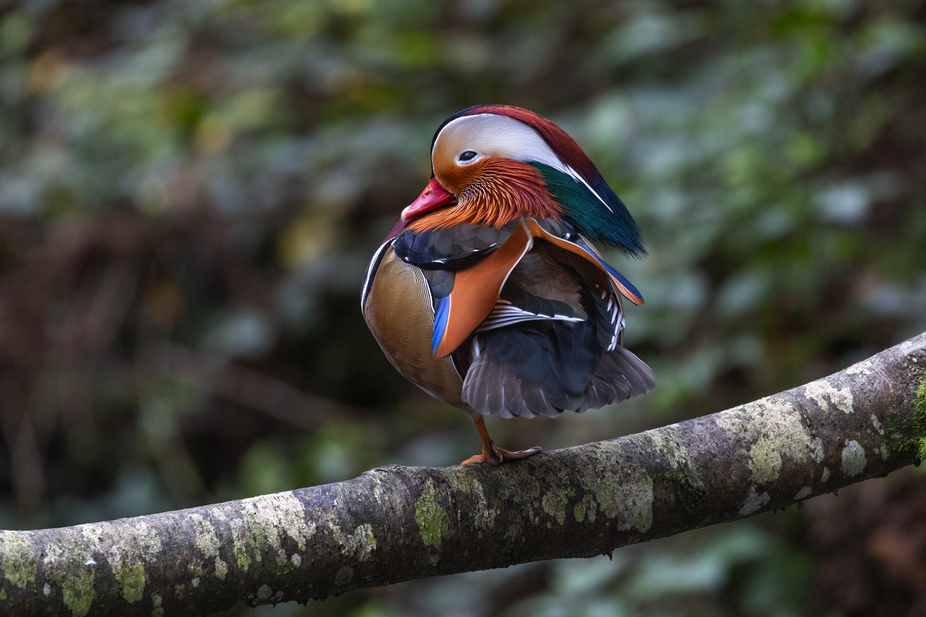 Untitled 1 [www.davidchapman.org.uk]