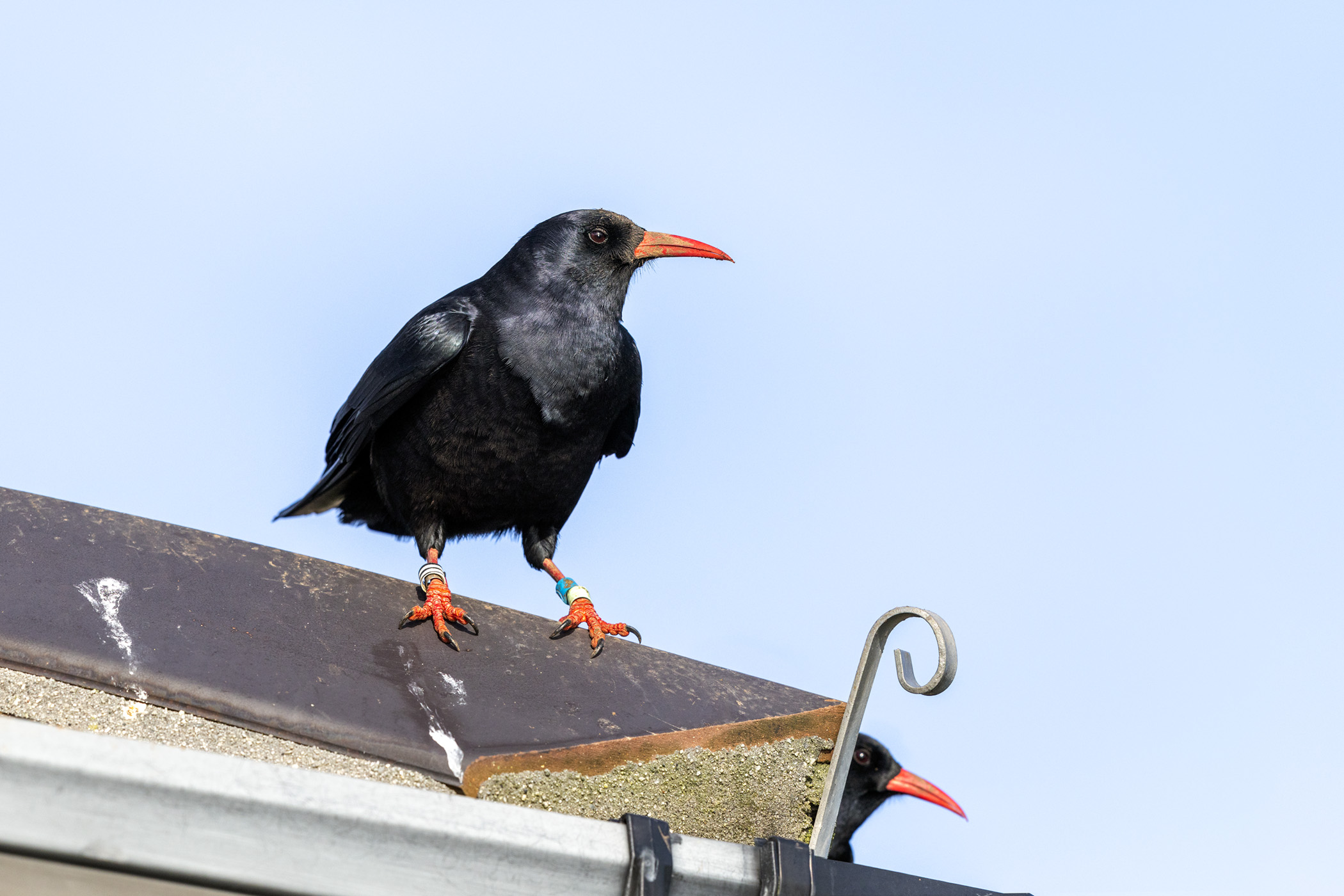 Untitled 1 [www.davidchapman.org.uk]