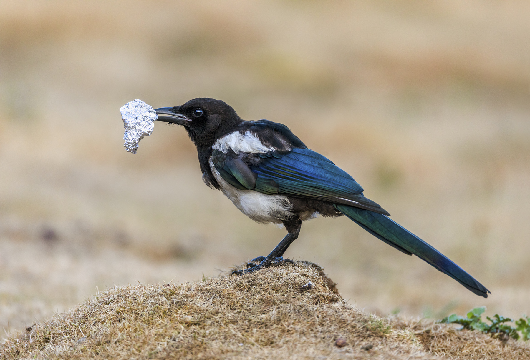 Untitled 1 [www.davidchapman.org.uk]