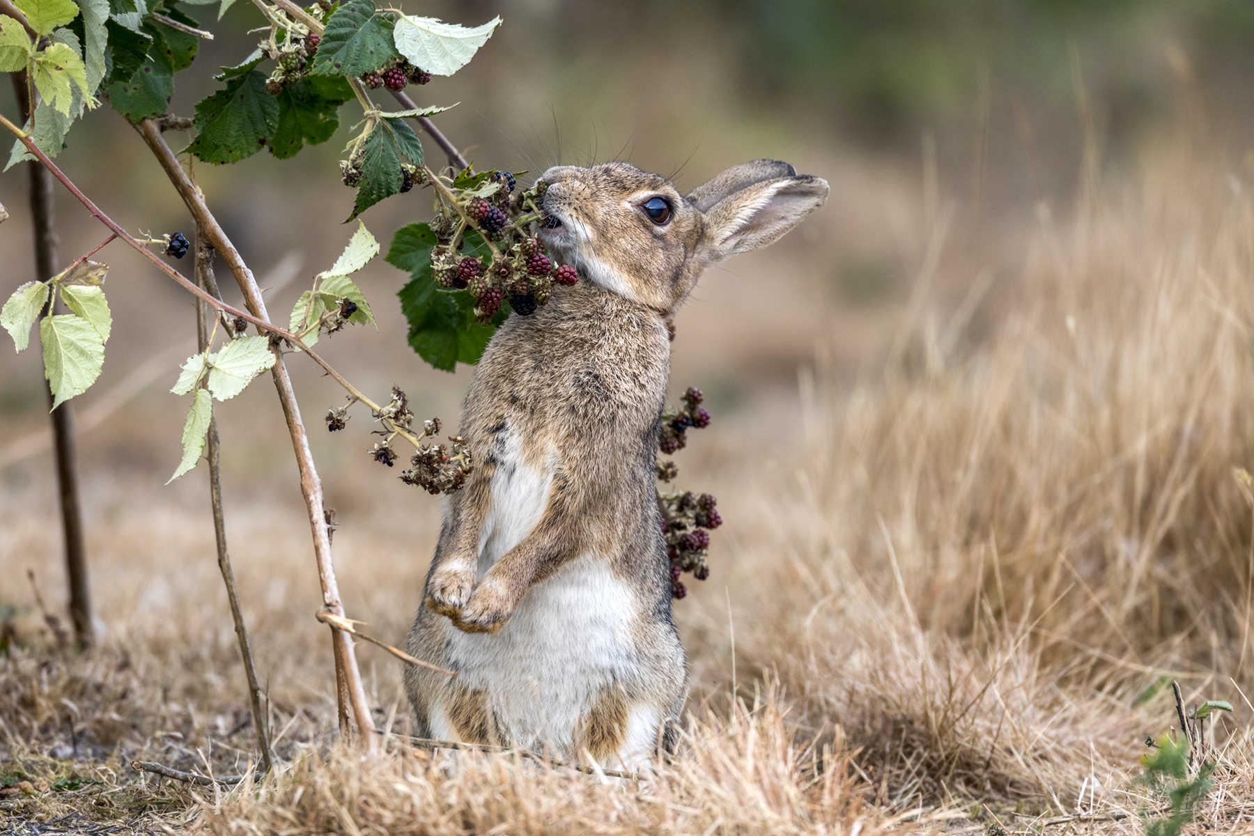 Untitled 1 [www.davidchapman.org.uk]