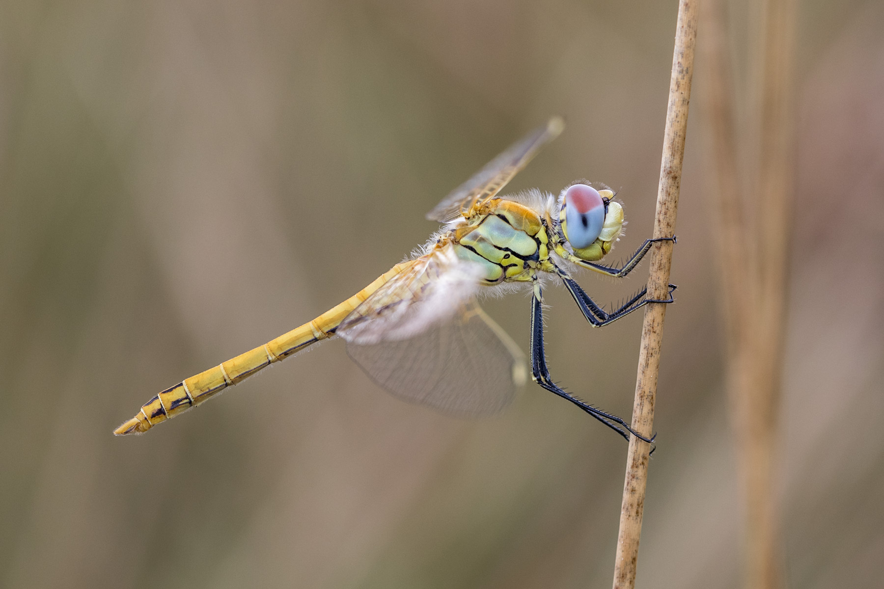 Untitled 1 [www.davidchapman.org.uk]